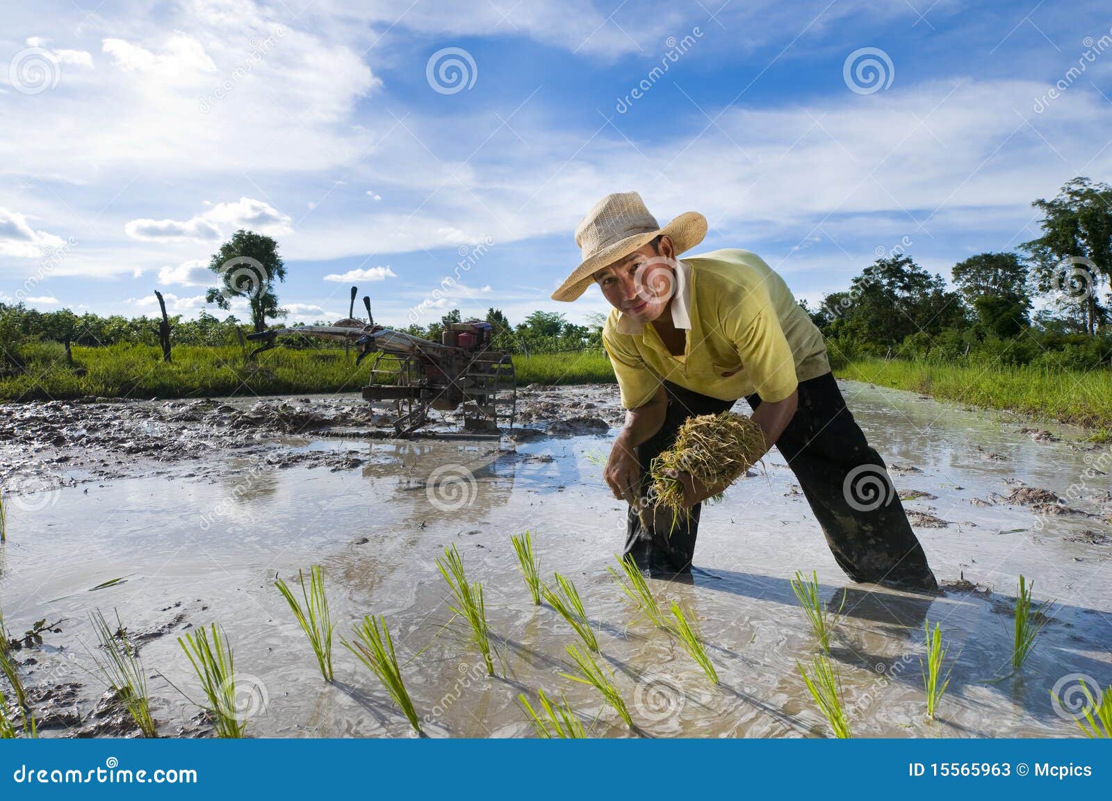 Asian rice farmer stock image. Image of food, farmland - 15565963