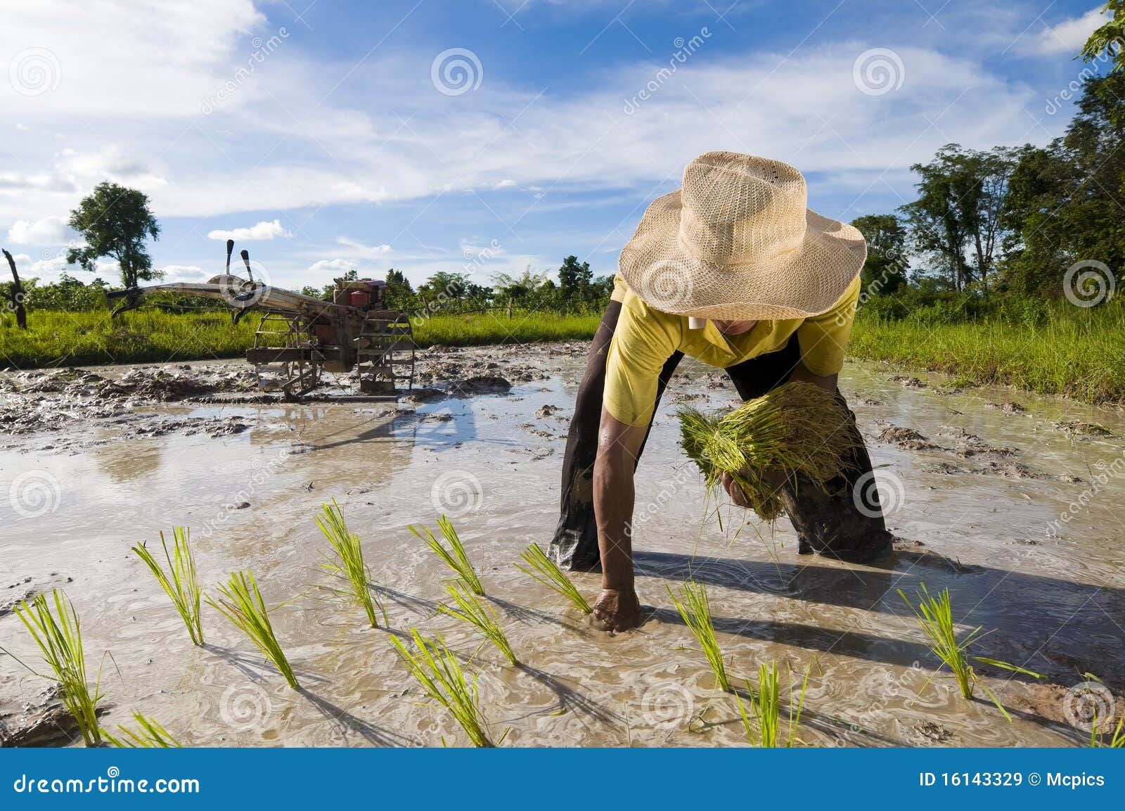 Asian rice farmer stock image. Image of farming, cultivate - 16143329