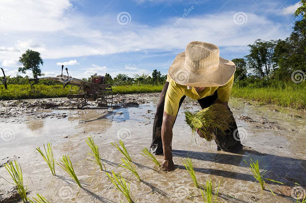 Asian rice farmer stock image. Image of farming, cultivate - 16143329