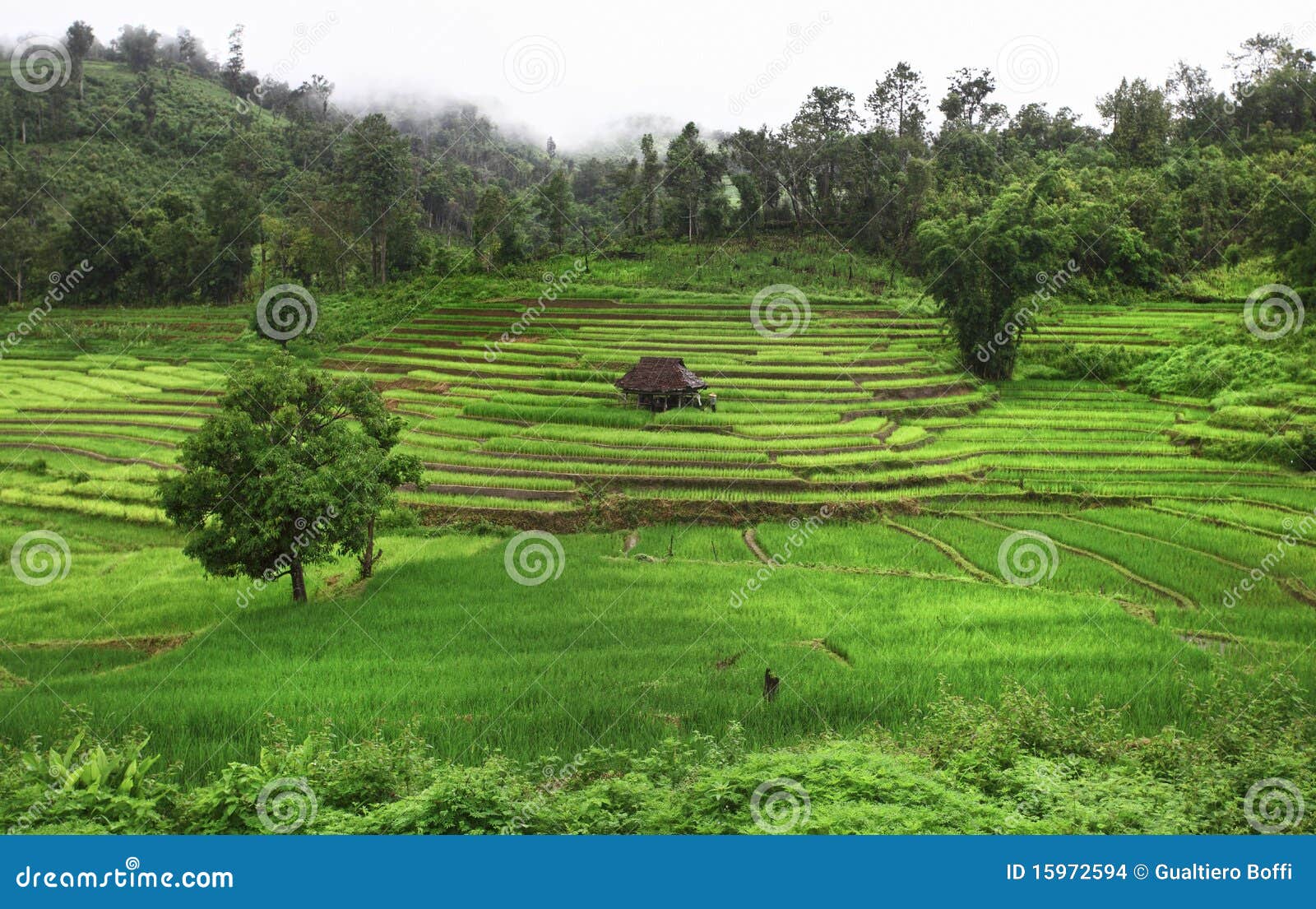 Asian rice field stock photo. Image of crop, asia, organic - 15972594