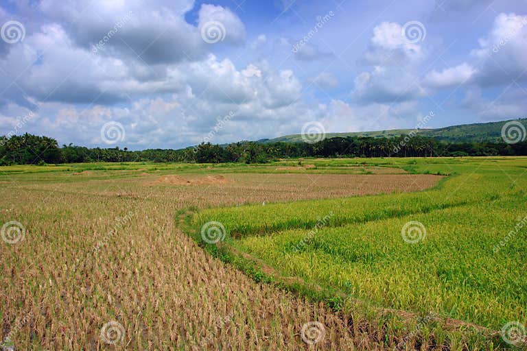 Asian Rice Field stock image. Image of exotic, field, agricultural ...