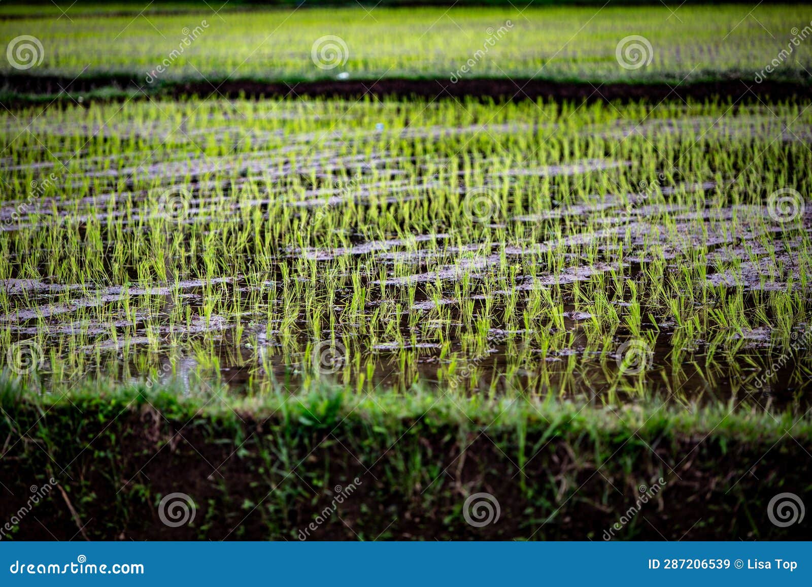 Asian Rice Field stock image. Image of asia, indonesia - 287206539
