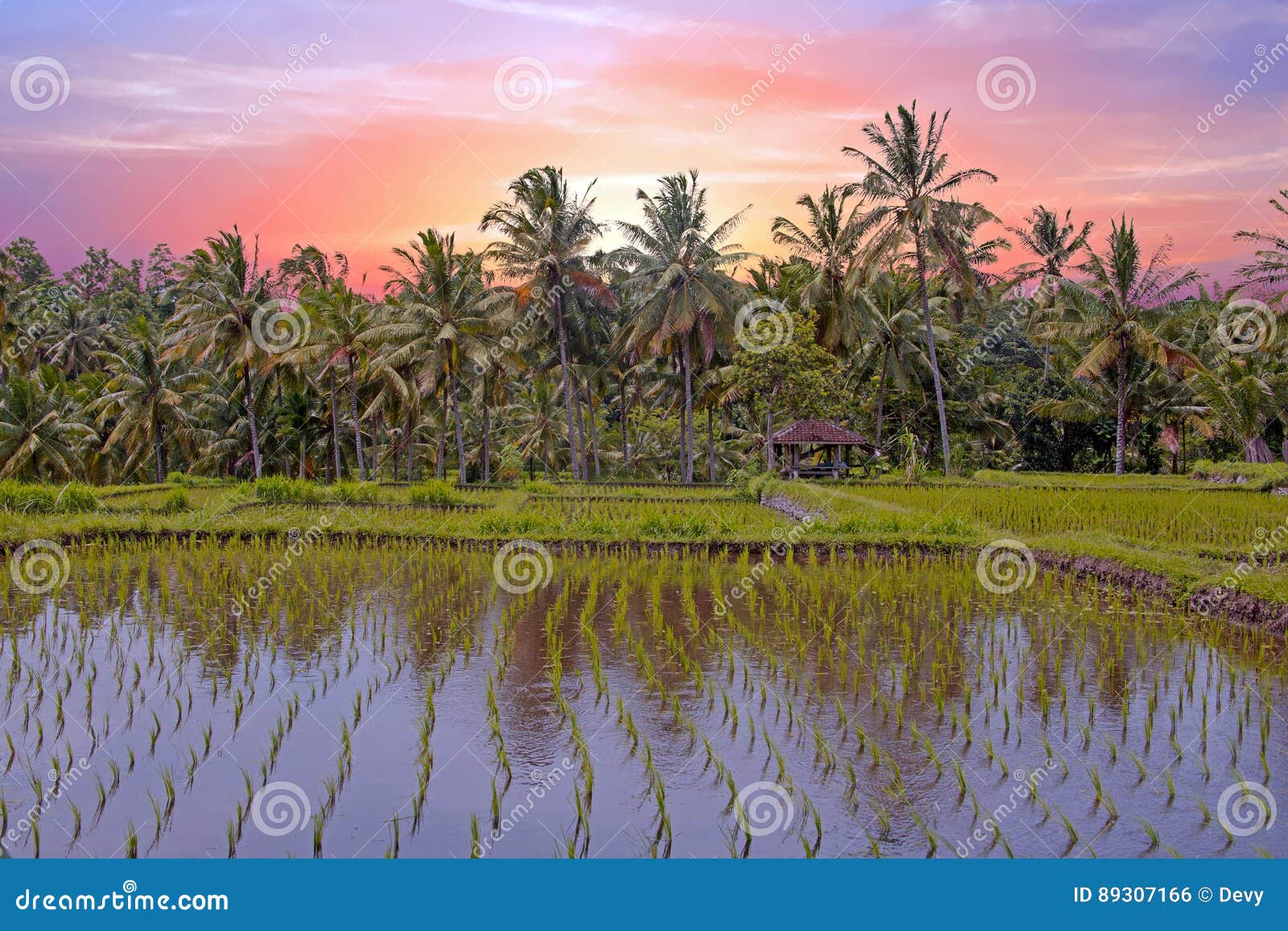 Asian Rice Field Landscape in Java Island, Indonesia at Sunset Stock ...