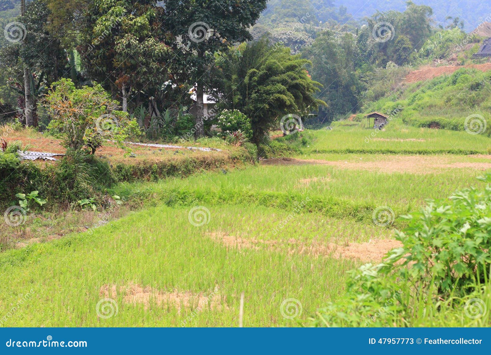 Asian Rice Field in Sumatra Stock Image - Image of summer, rice: 47957773