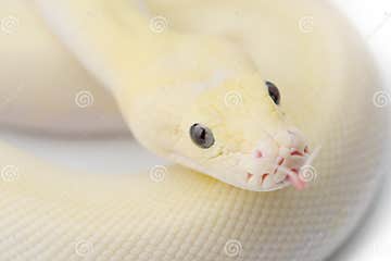 The Asian Rock Python Isolated on White Background Stock Photo - Image ...