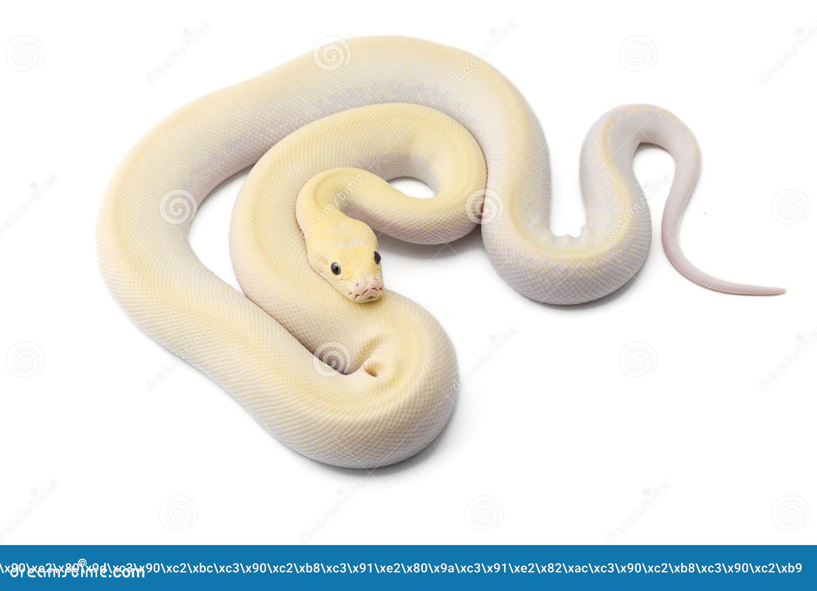 The Asian Rock Python Isolated on White Background Stock Image - Image ...