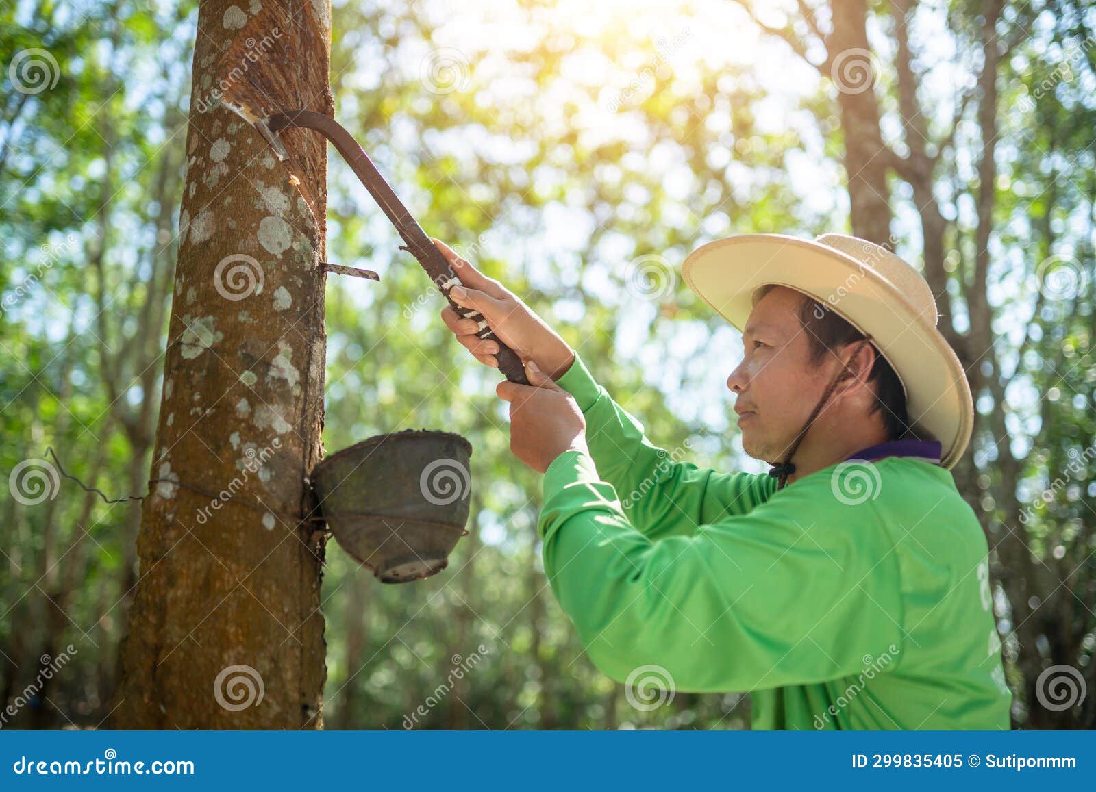 Asian Rubber Farmers Tapping Rubber in the Rubber Plantation Stock ...
