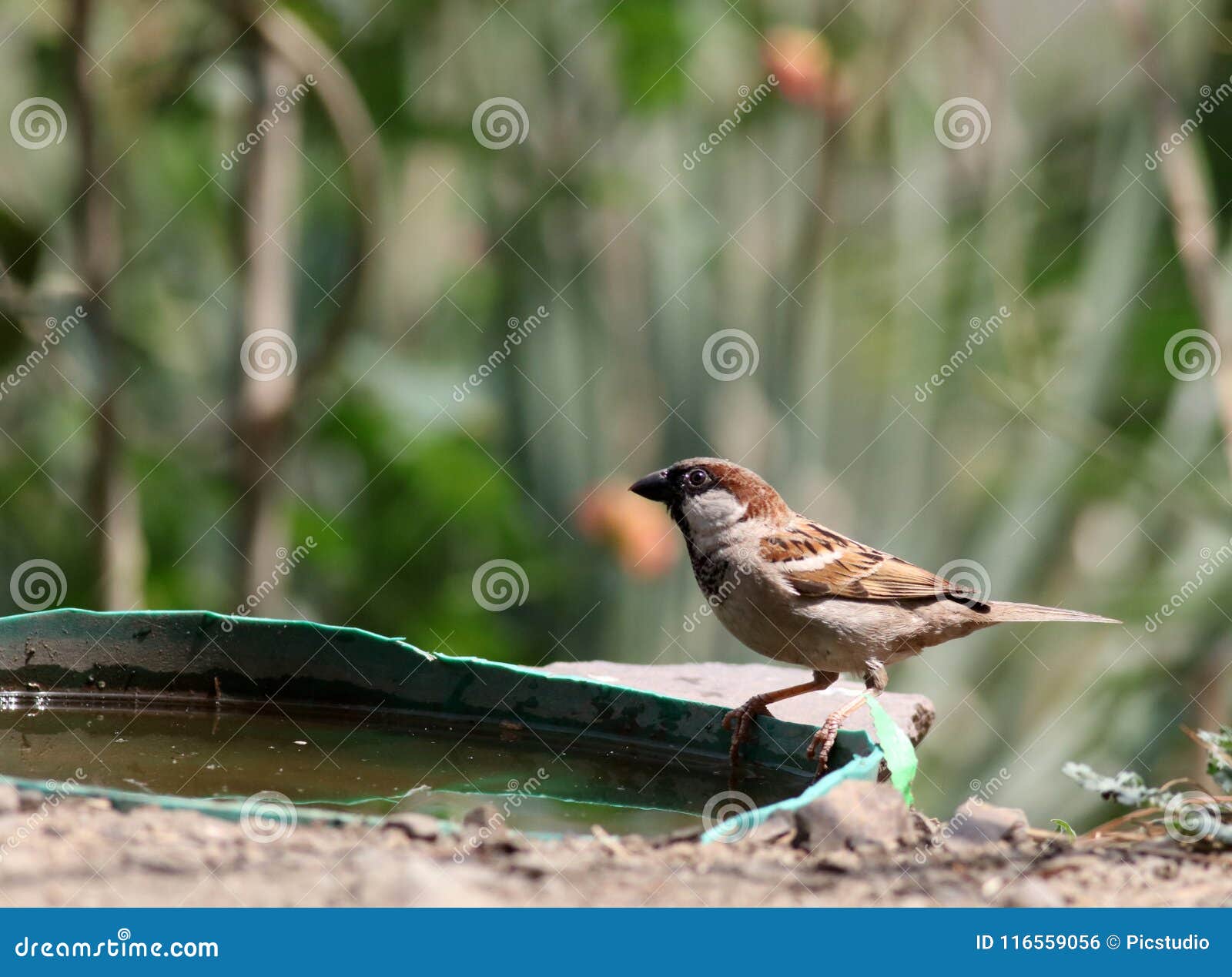 Asian russet sparrow stock photo. Image of russet, shot - 116559056