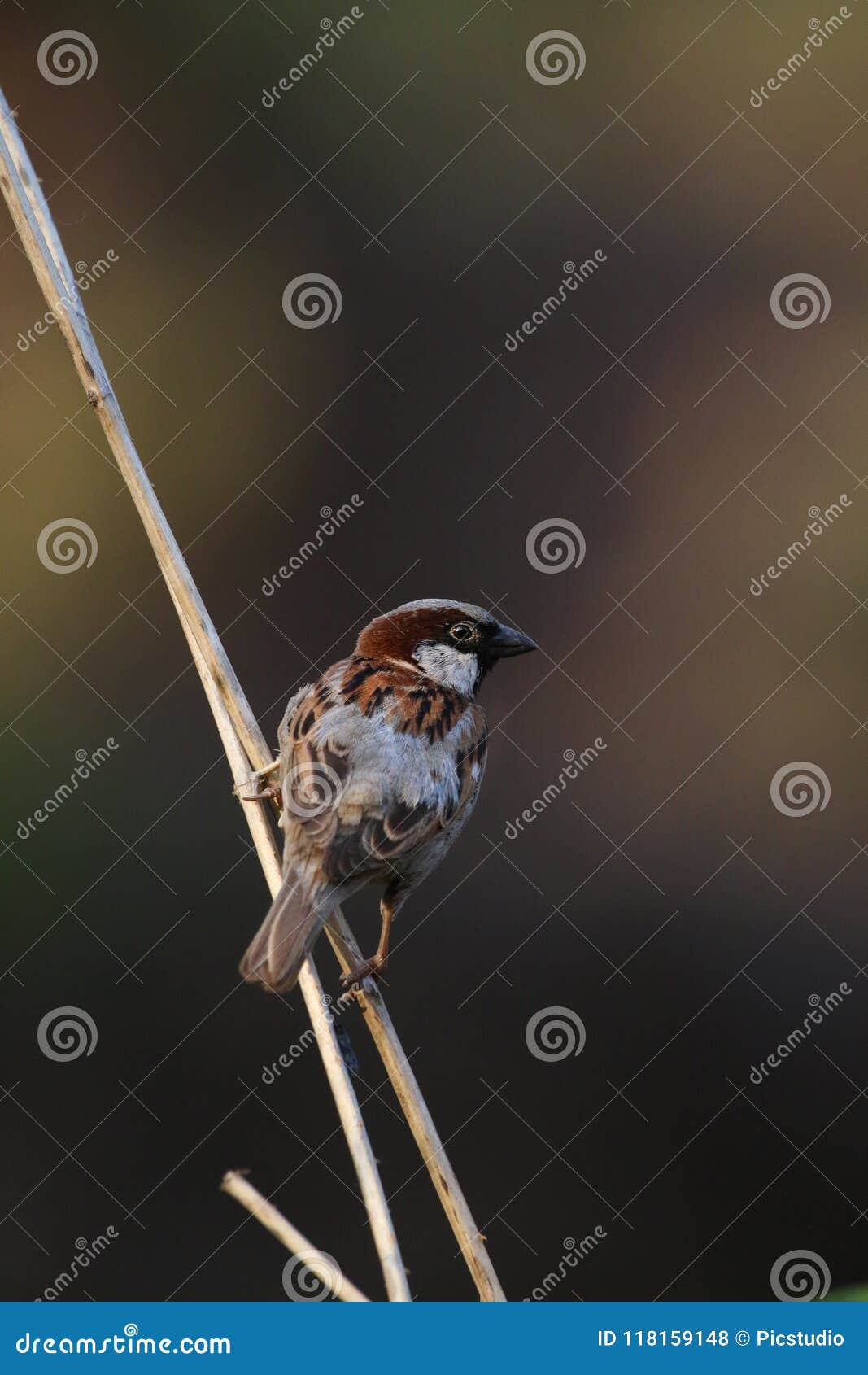 Asian russet sparrow stock photo. Image of small, indian - 118159148