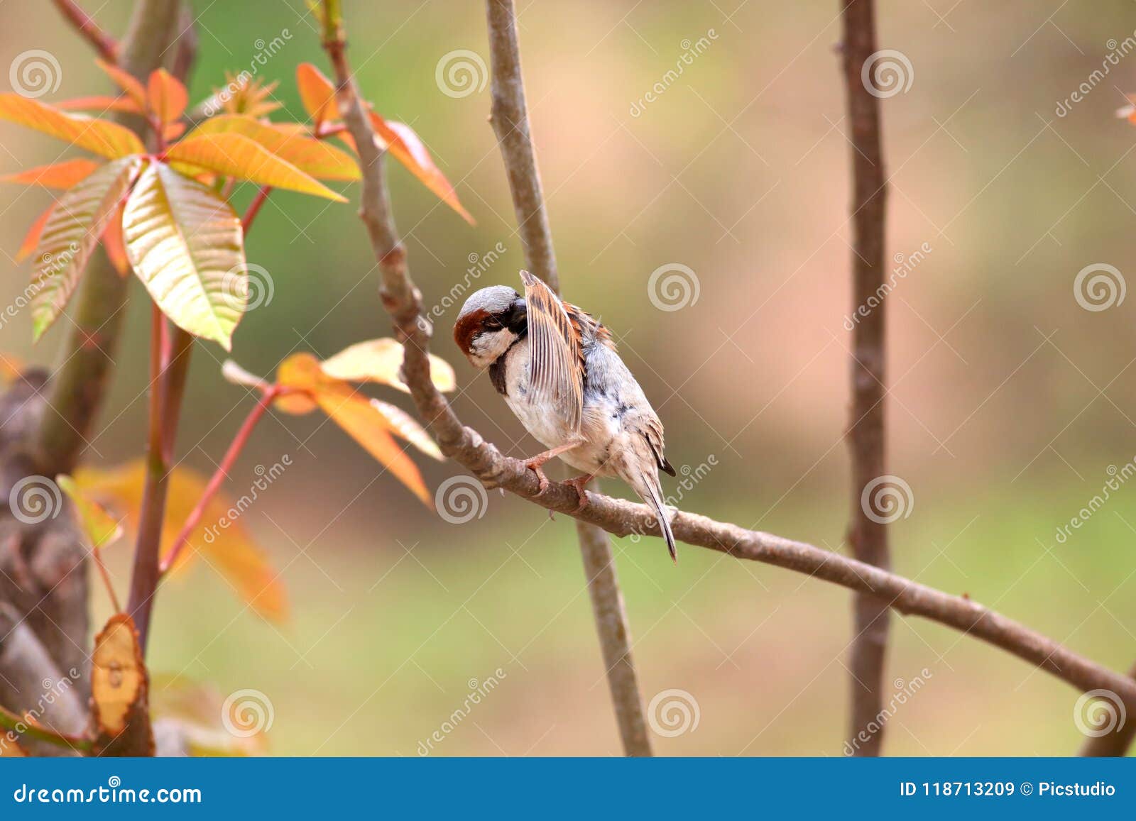 Asian russet sparrow stock image. Image of feathers - 118713209