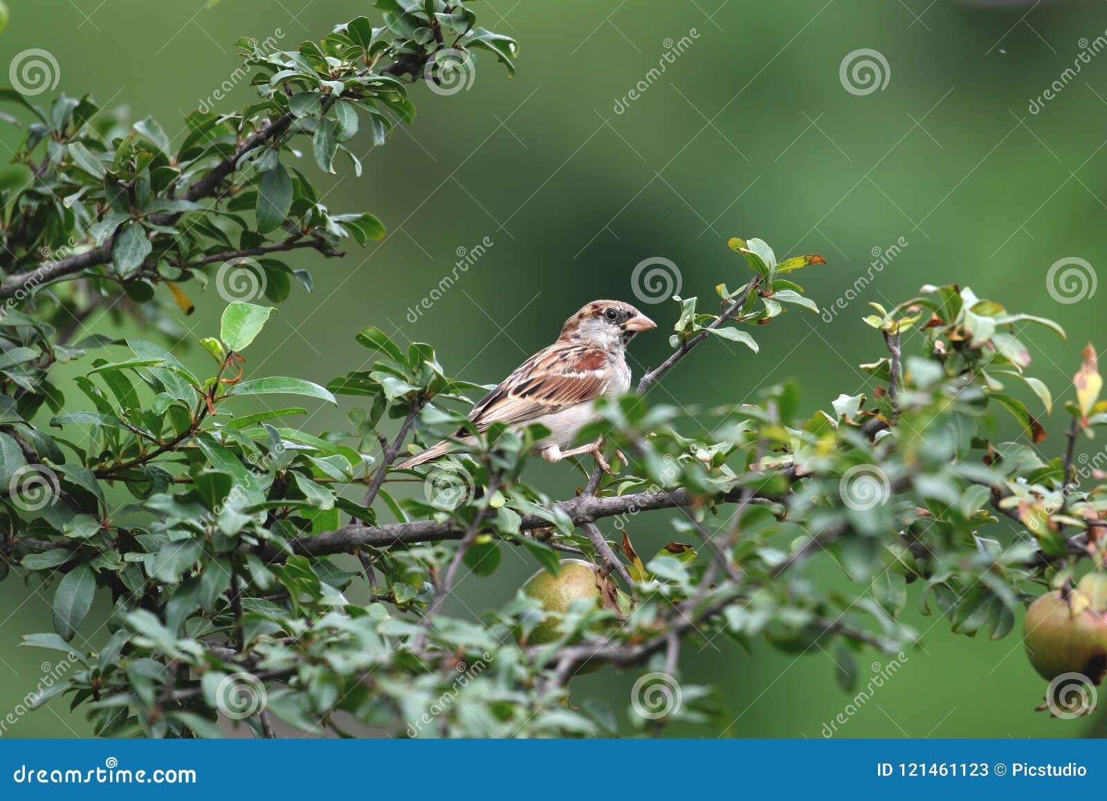 Asian russet sparrow stock image. Image of asian, avian - 121461123