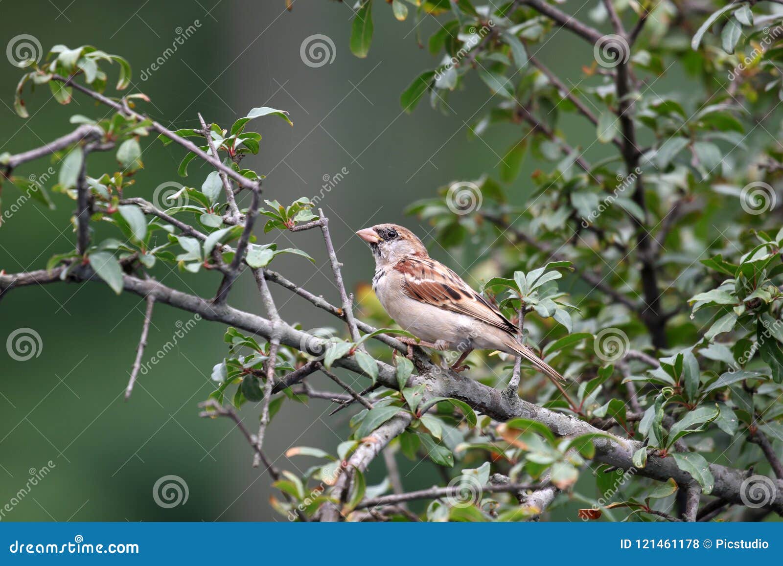Asian russet sparrow stock photo. Image of russet, sparrow - 121461178