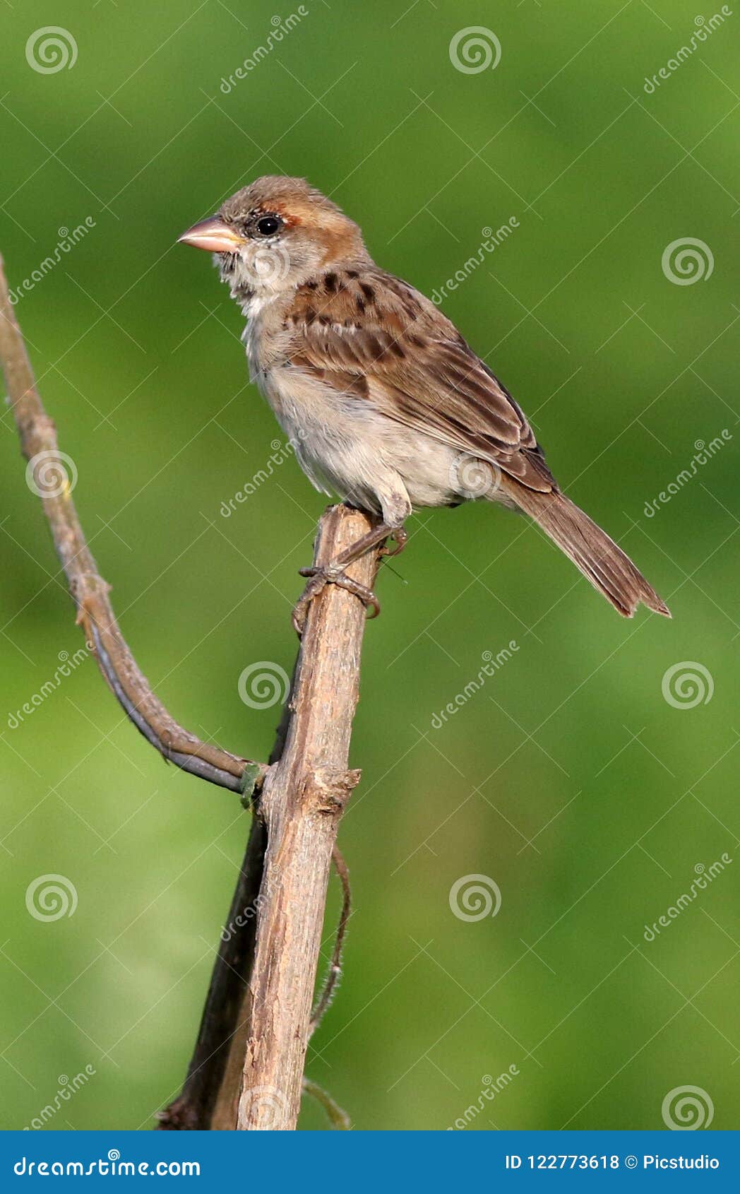 Asian russet sparrow stock photo. Image of avian, indian - 122773618