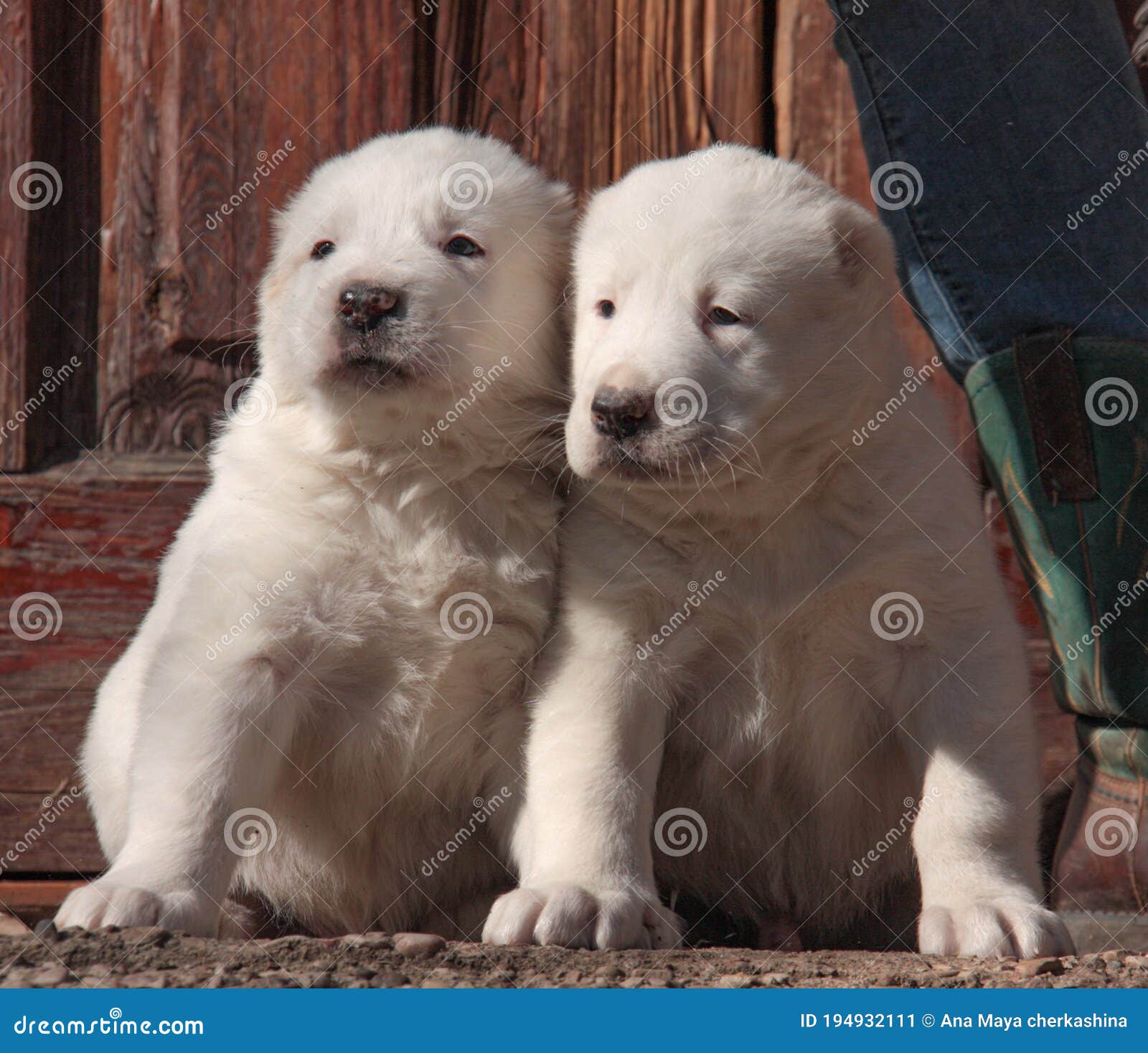 Asian Shepherd Dog, Alabai, White Puppy Stock Image - Image of snout ...