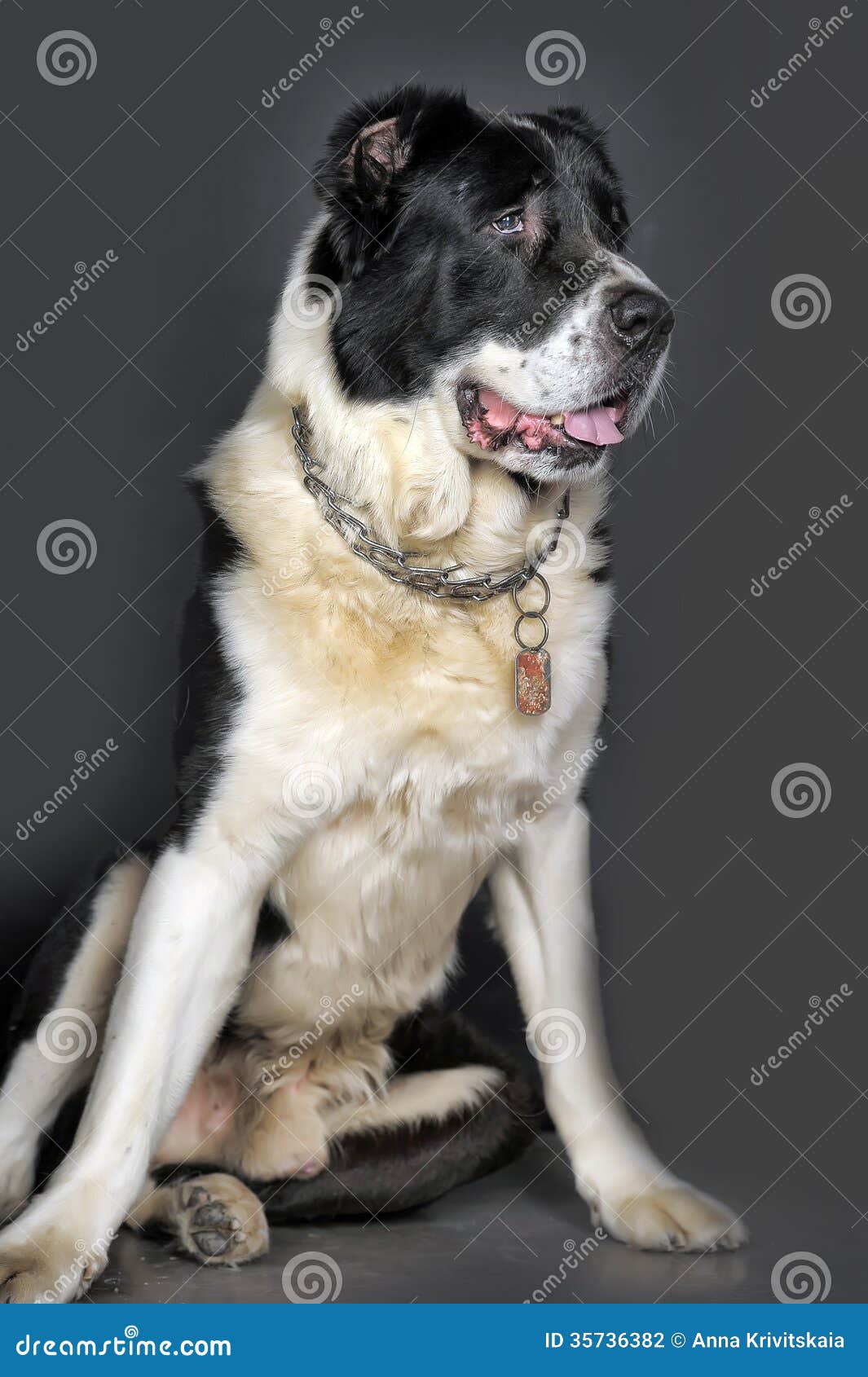 Asian Shepherd Dog stock photo. Image of aziat, domestic - 35736382