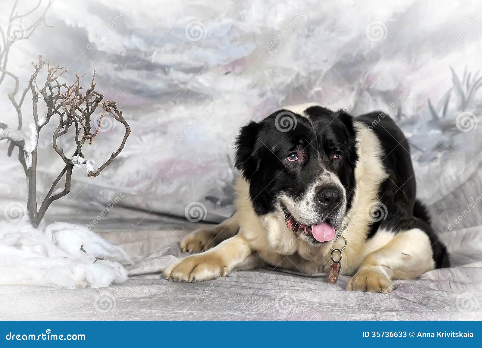 Asian Shepherd Dog stock image. Image of aziat, indoor - 35736633