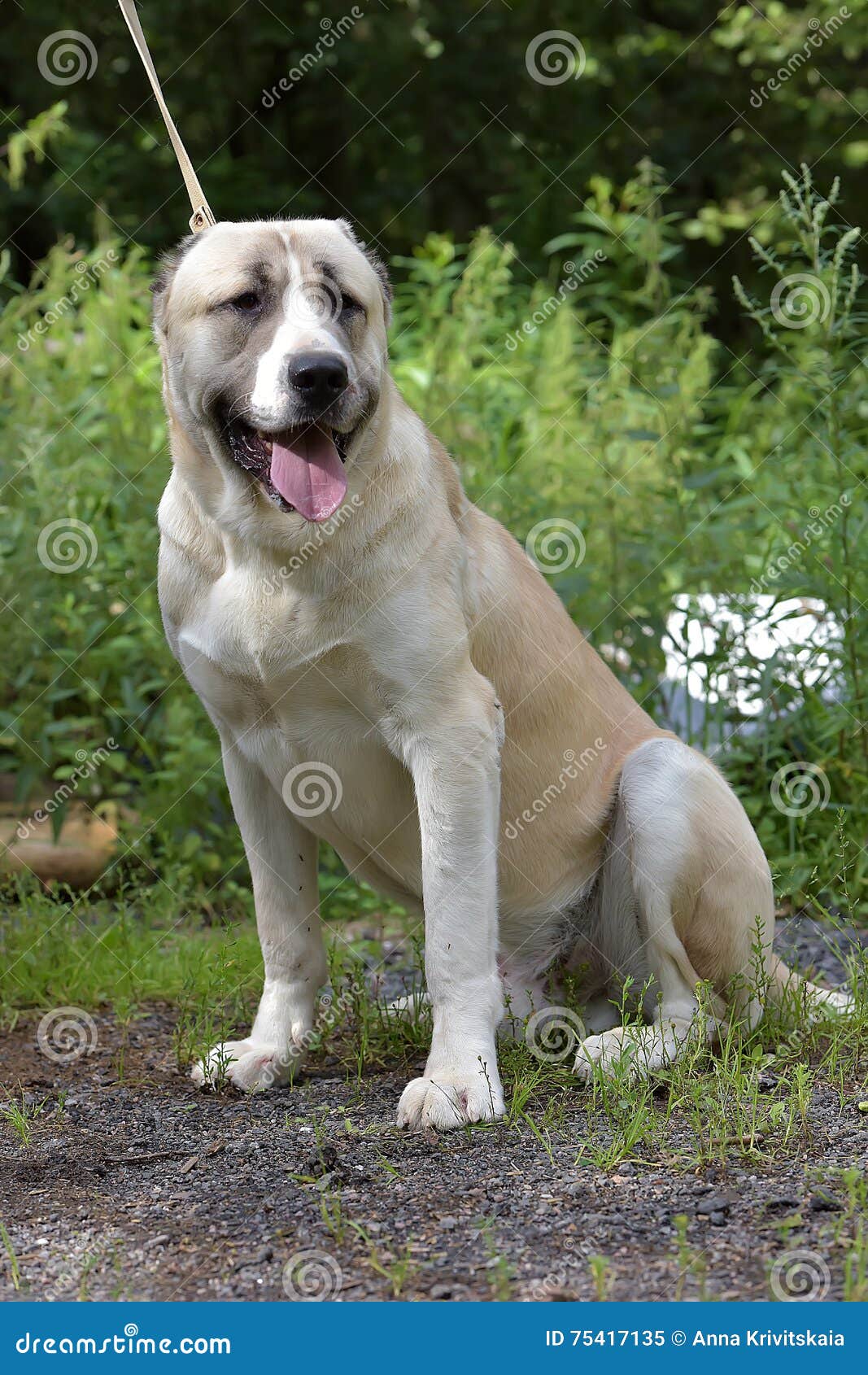 Asian Shepherd Dog stock image. Image of aziat, guardian - 75417135