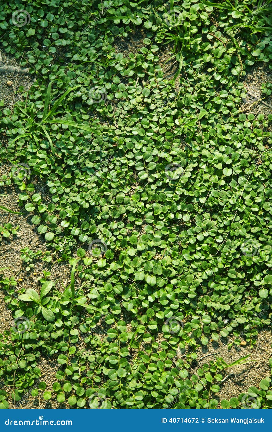 Asian short leaf grass stock photo. Image of beautiful - 40714672