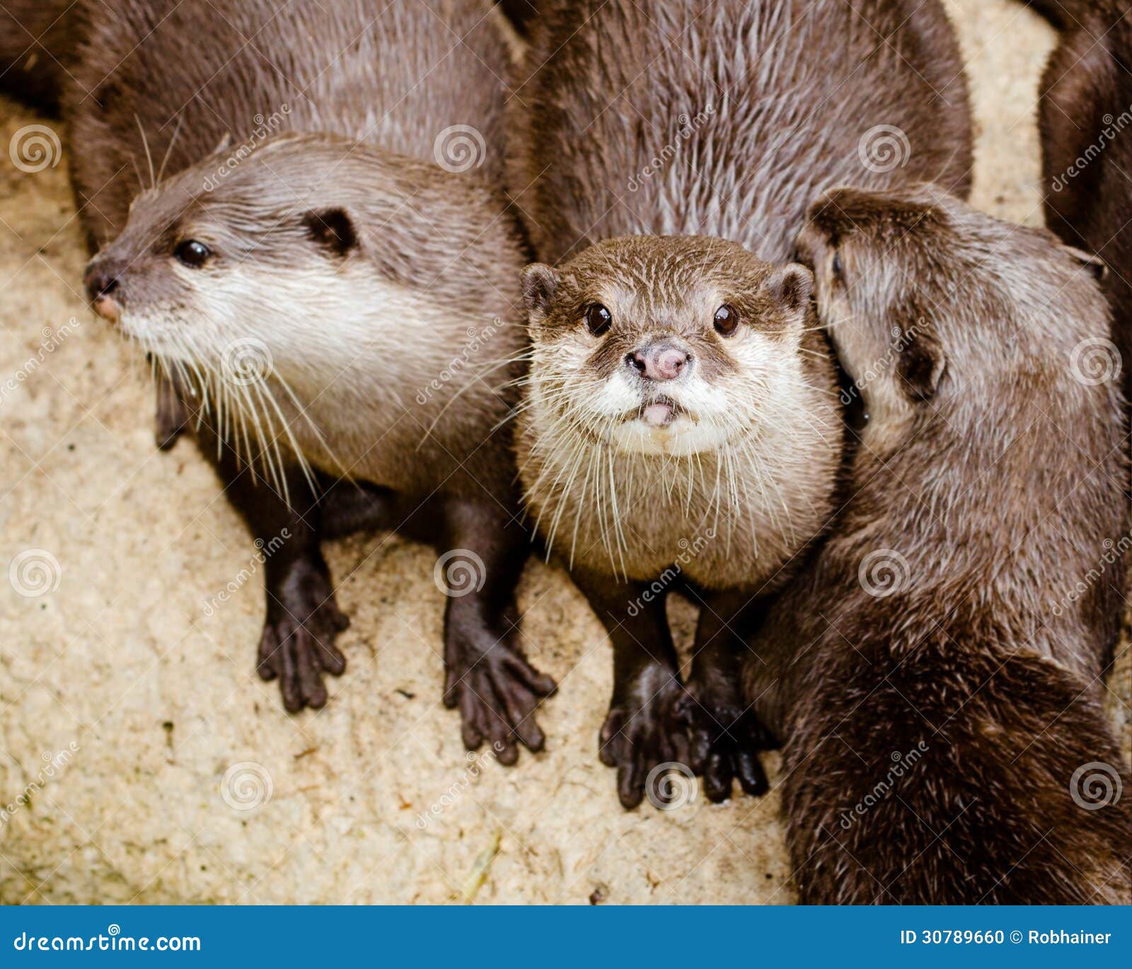 Asian small claw otters stock photo. Image of east, curious - 30789660