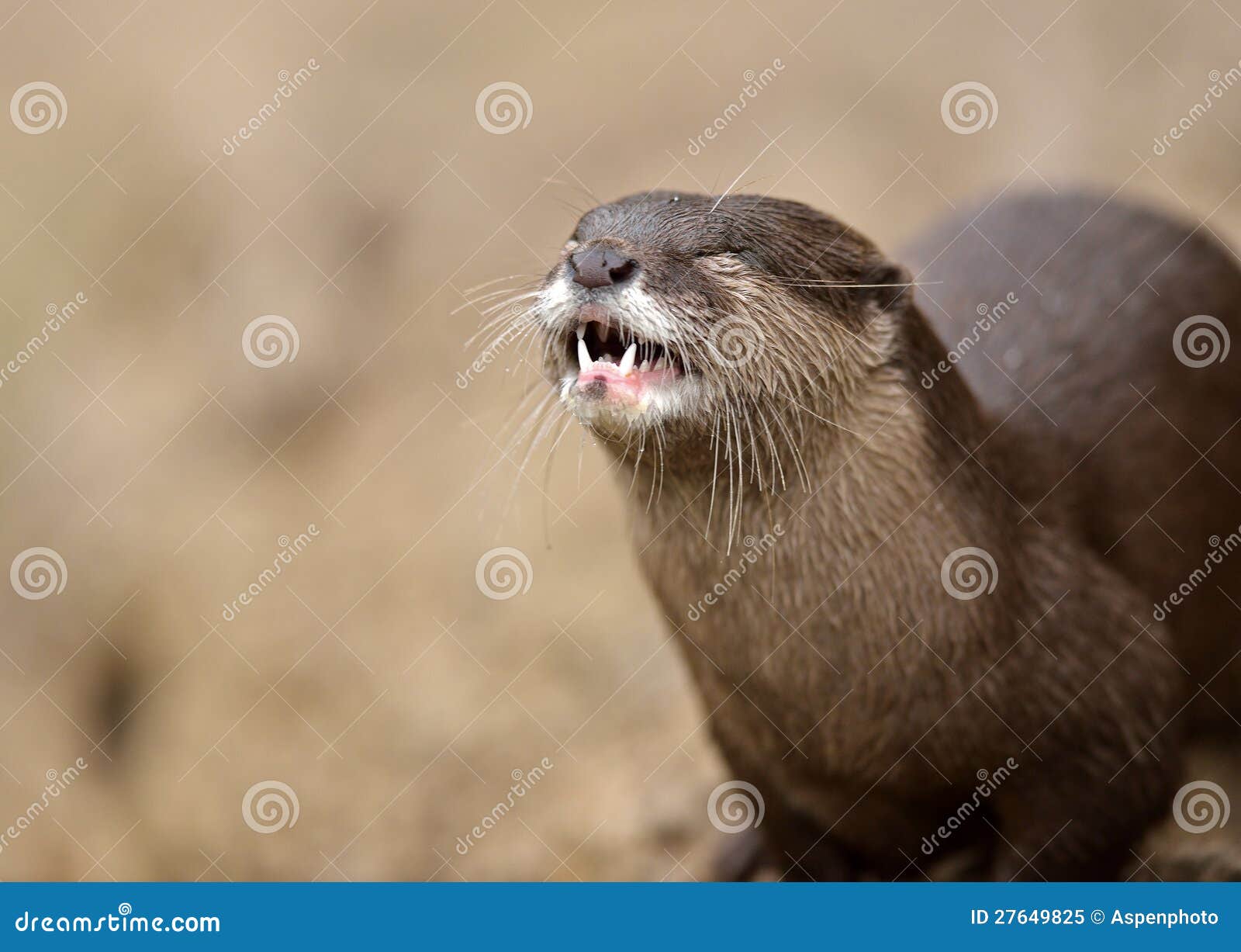 Asian small-clawed otter stock image. Image of asian - 27649825