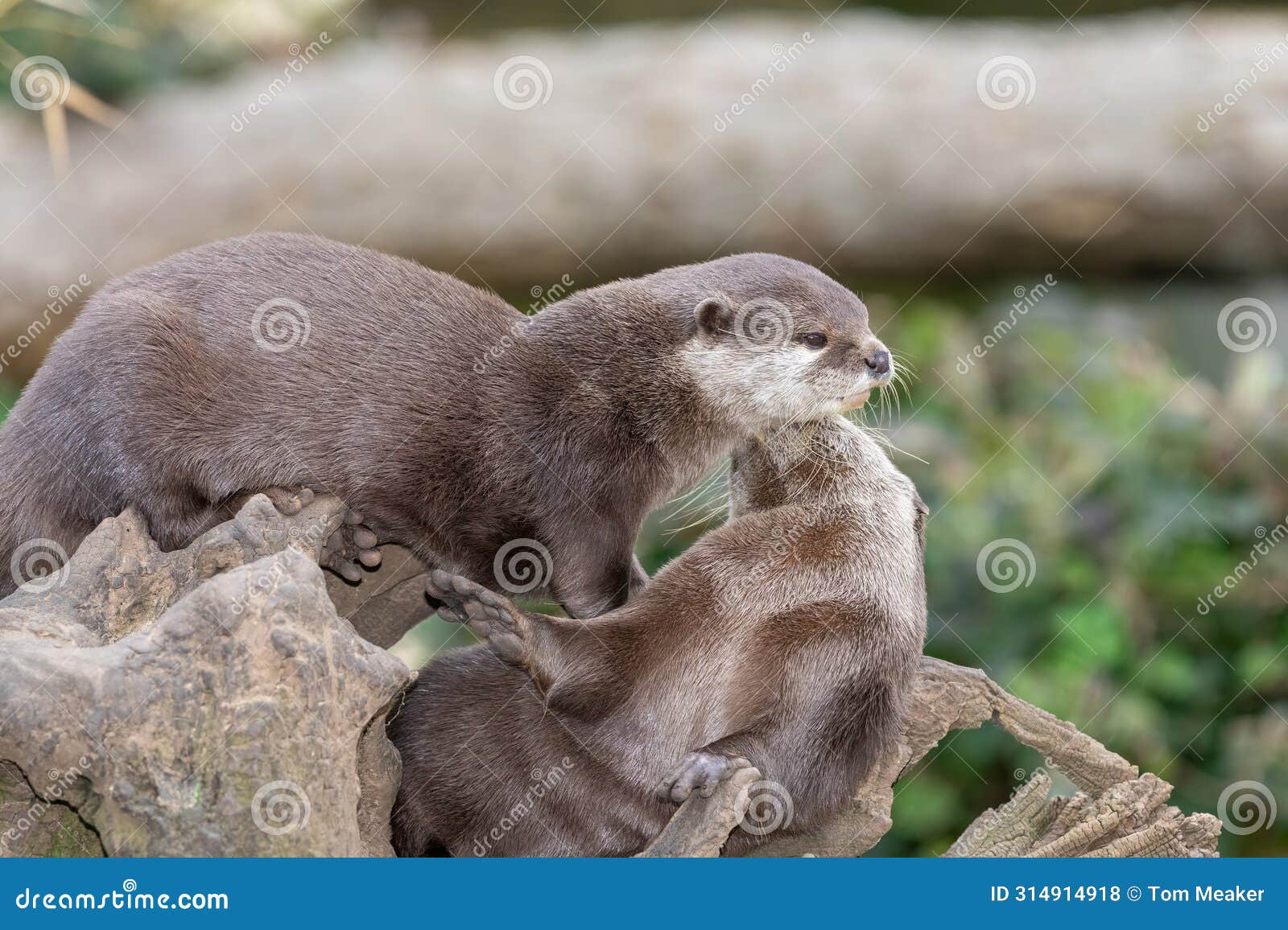 Asian Small Clawed Otter (amblonyx Cinerea Stock Photo - Image of ...