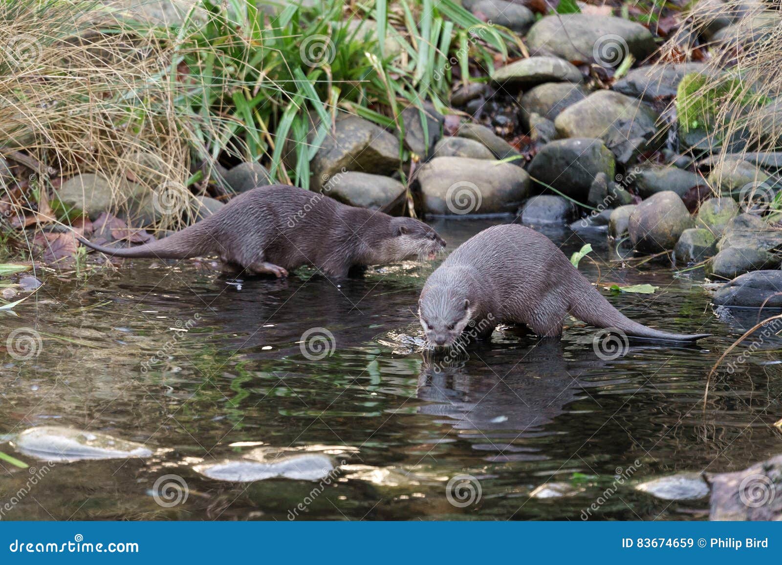 Asian Small-clawed Otter stock image. Image of oriental - 83674659