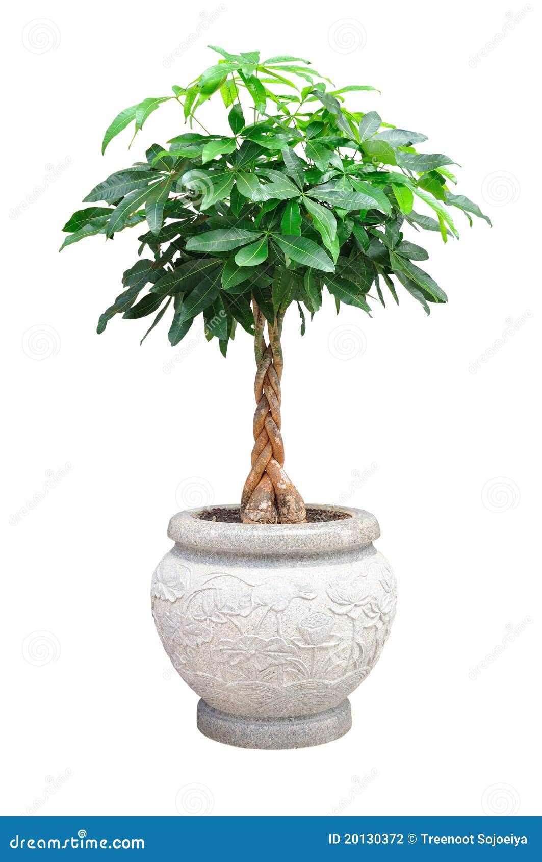 Asian Small Decorative Tree Isolated Stock Photo - Image of japan ...