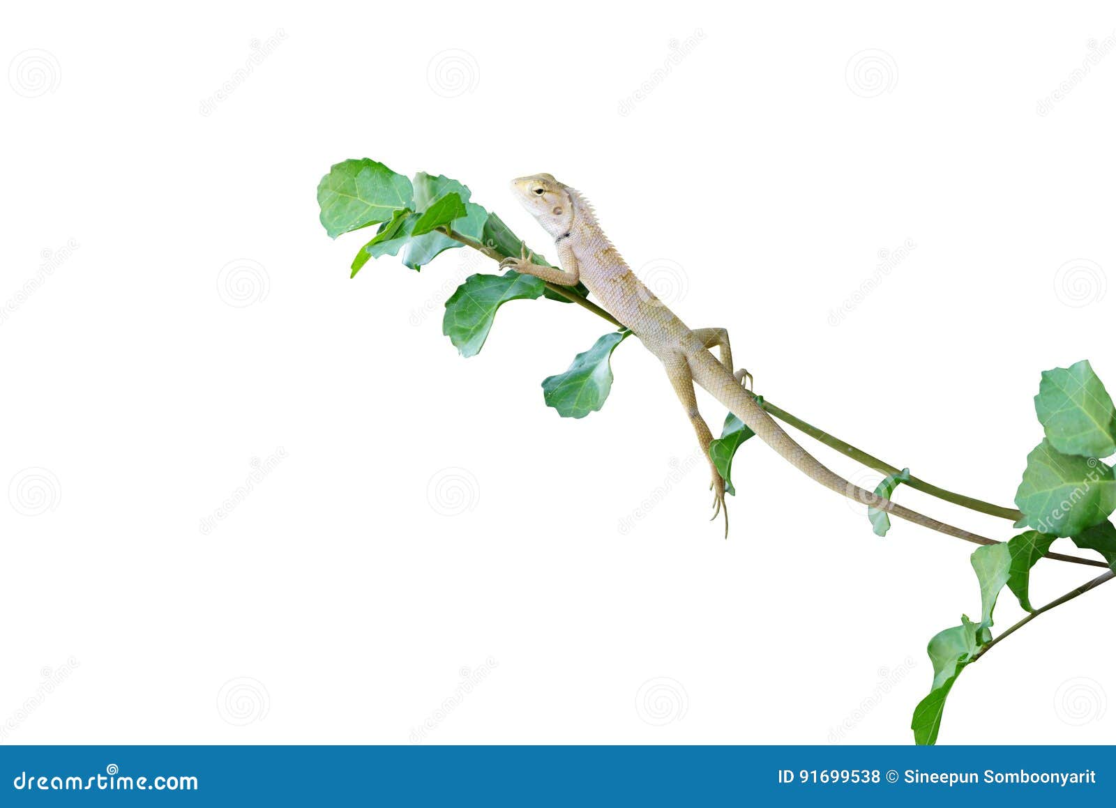 Asian Small Tree Lizard on the Branches Stock Photo - Image of small ...
