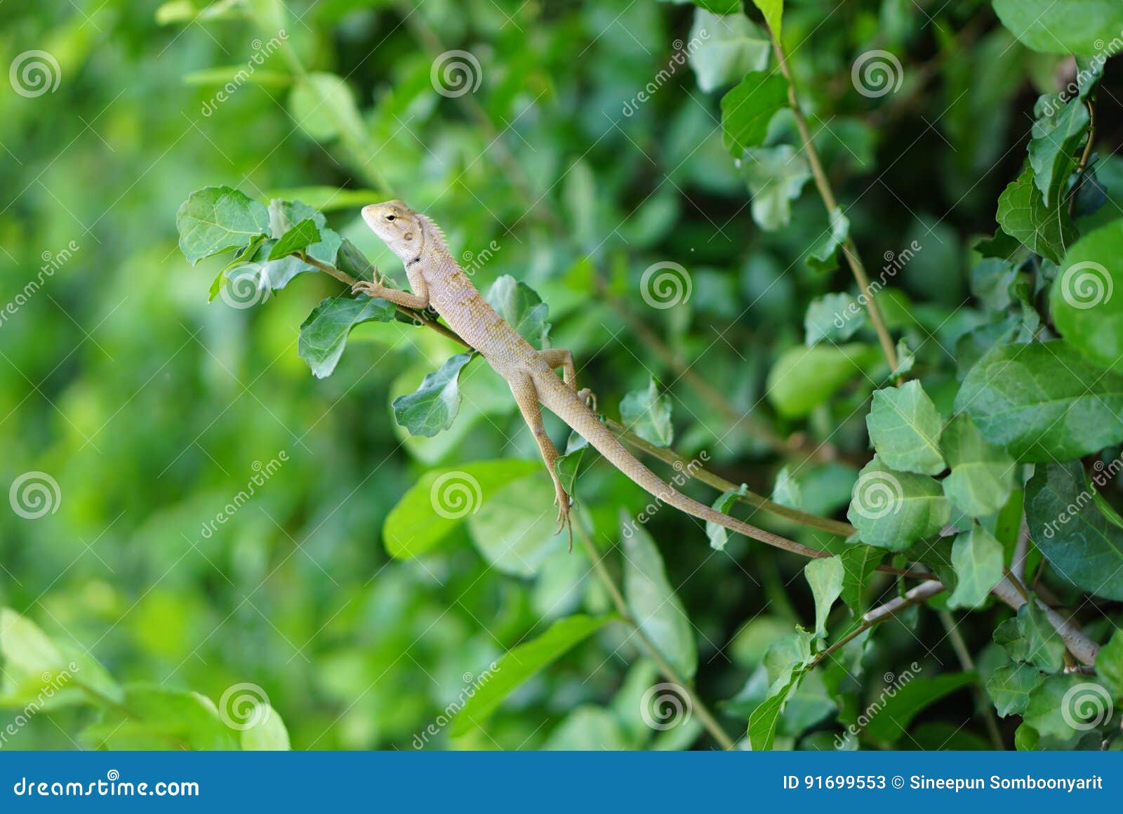 Asian Small Tree Lizard on the Branches Stock Image - Image of plants ...