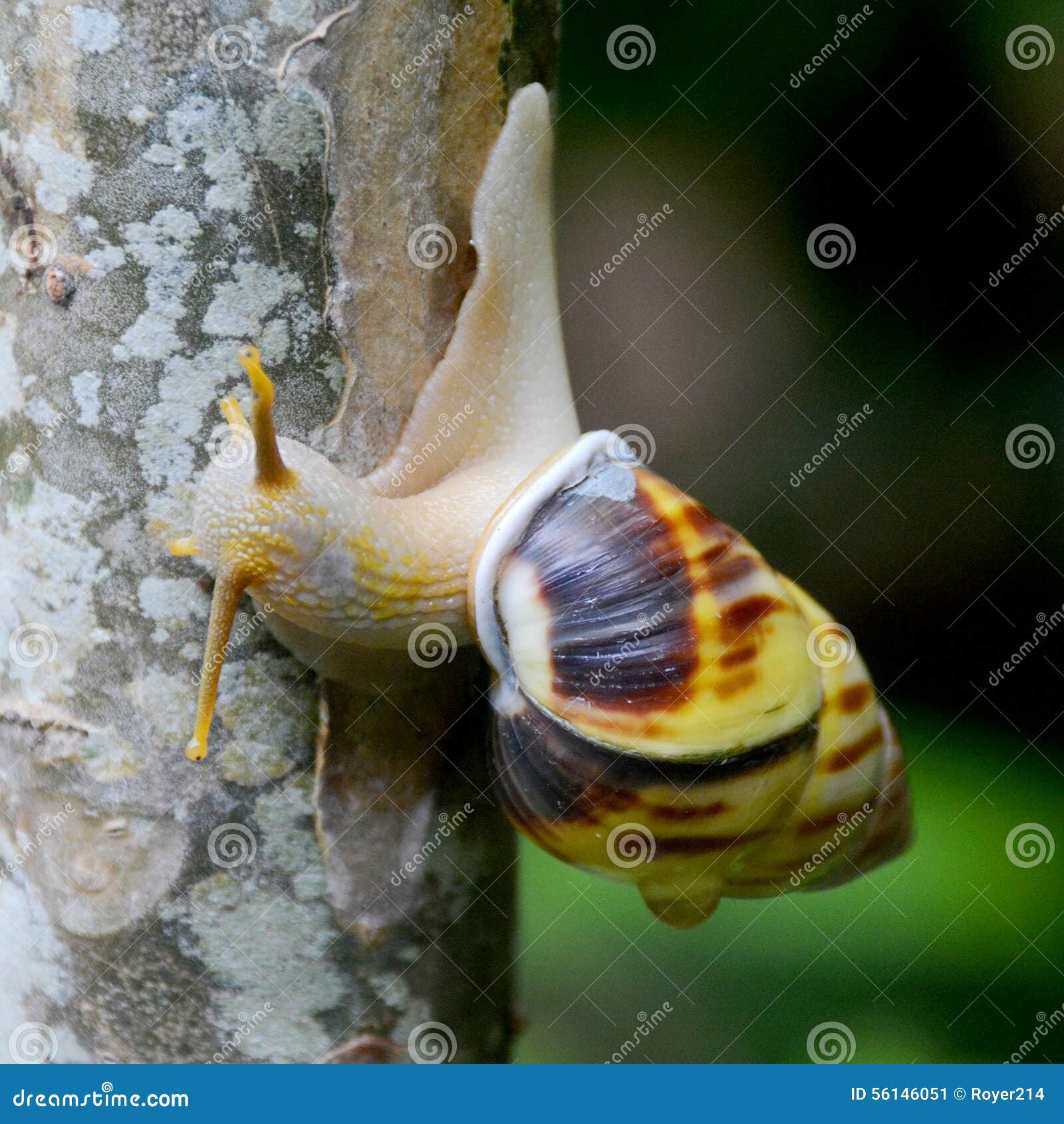 Asian Snail in Bali stock image. Image of bark, amphibian - 56146051