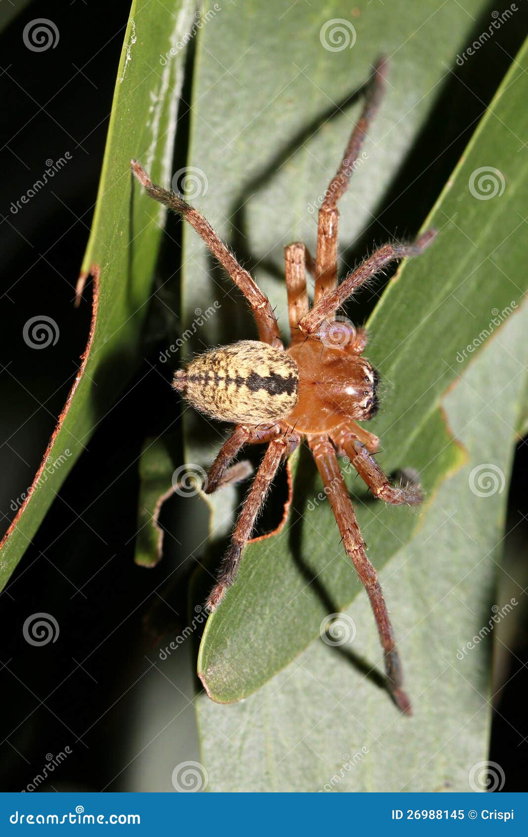 Asian spider stock image. Image of tarantula, poison - 26988145