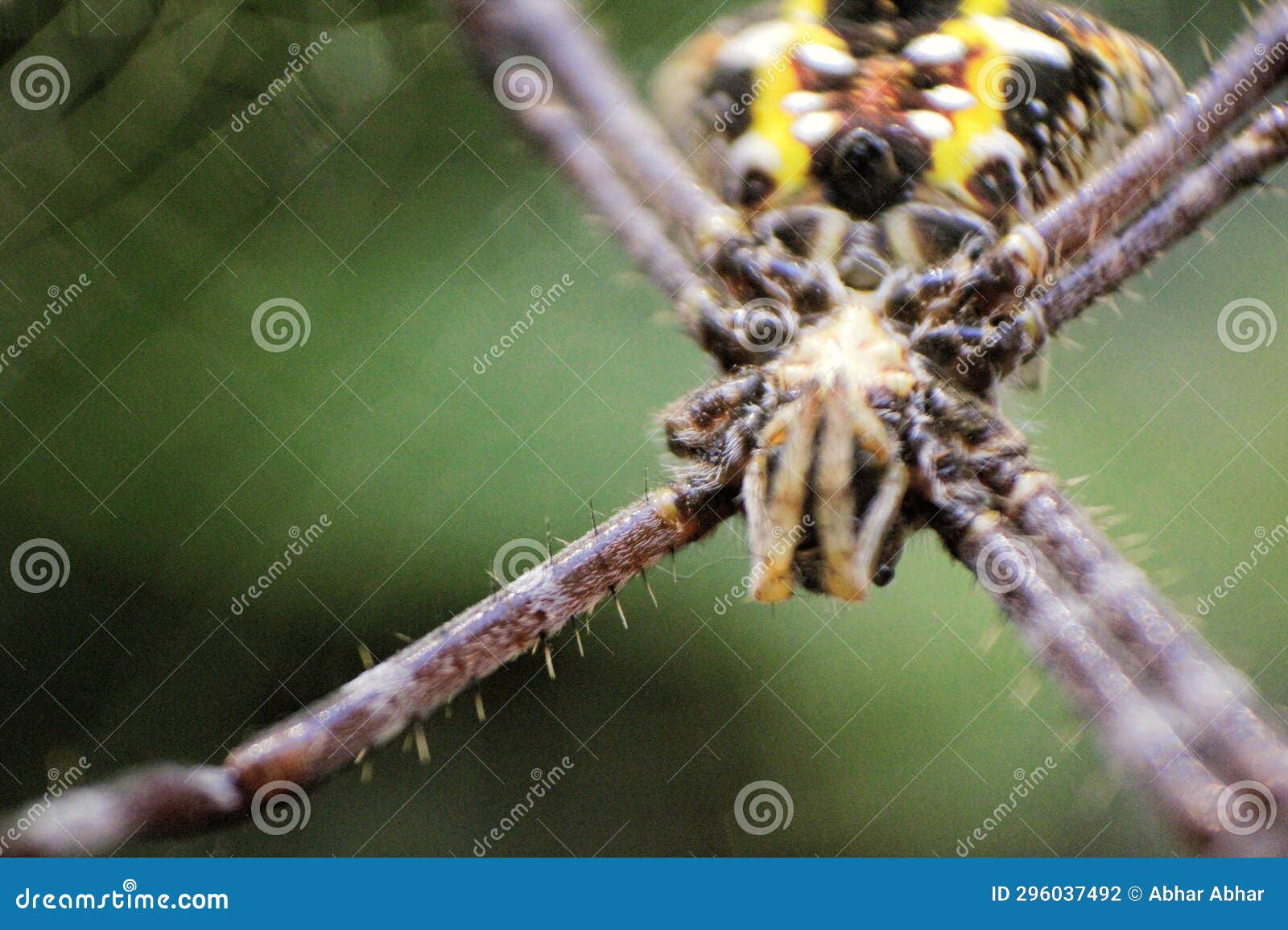 Asian Spider stock photo. Image of java, bugs, threads - 296037492
