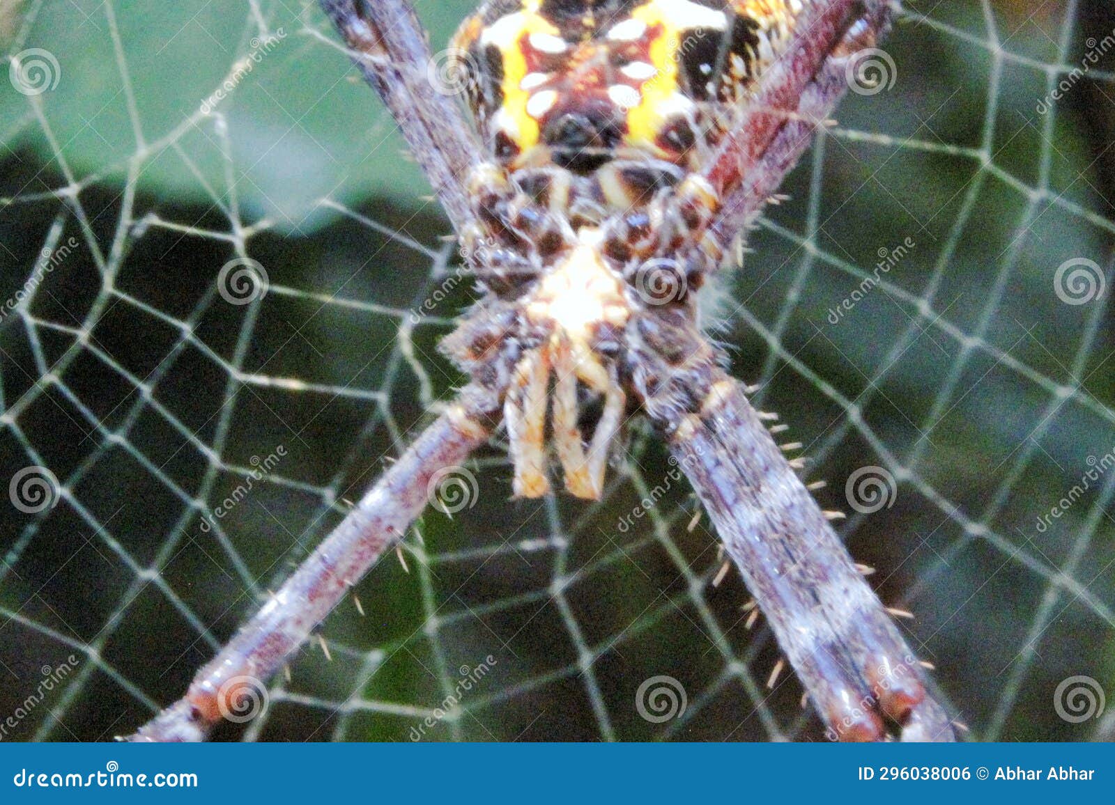 Asian Spider stock photo. Image of headed, spider, macro - 296038006