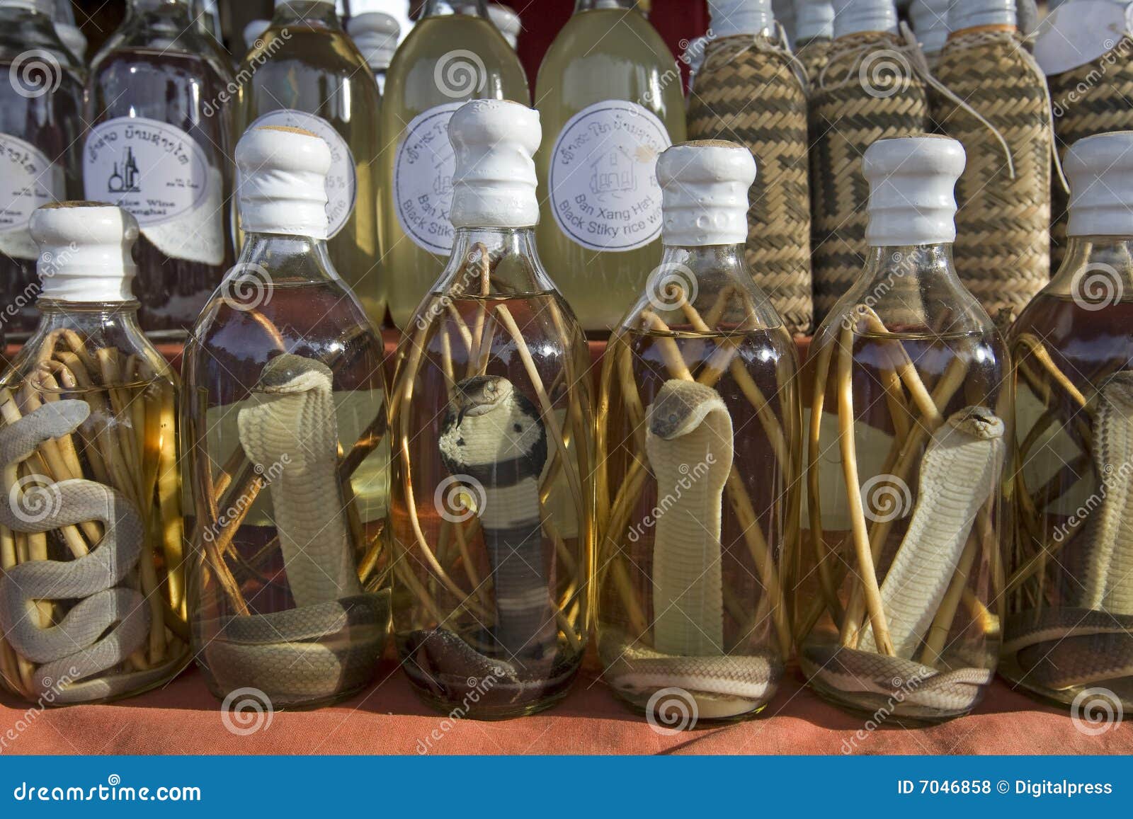 Asian Spirits with Reptiles Stock Photo - Image of alcohol, spirit: 7046858