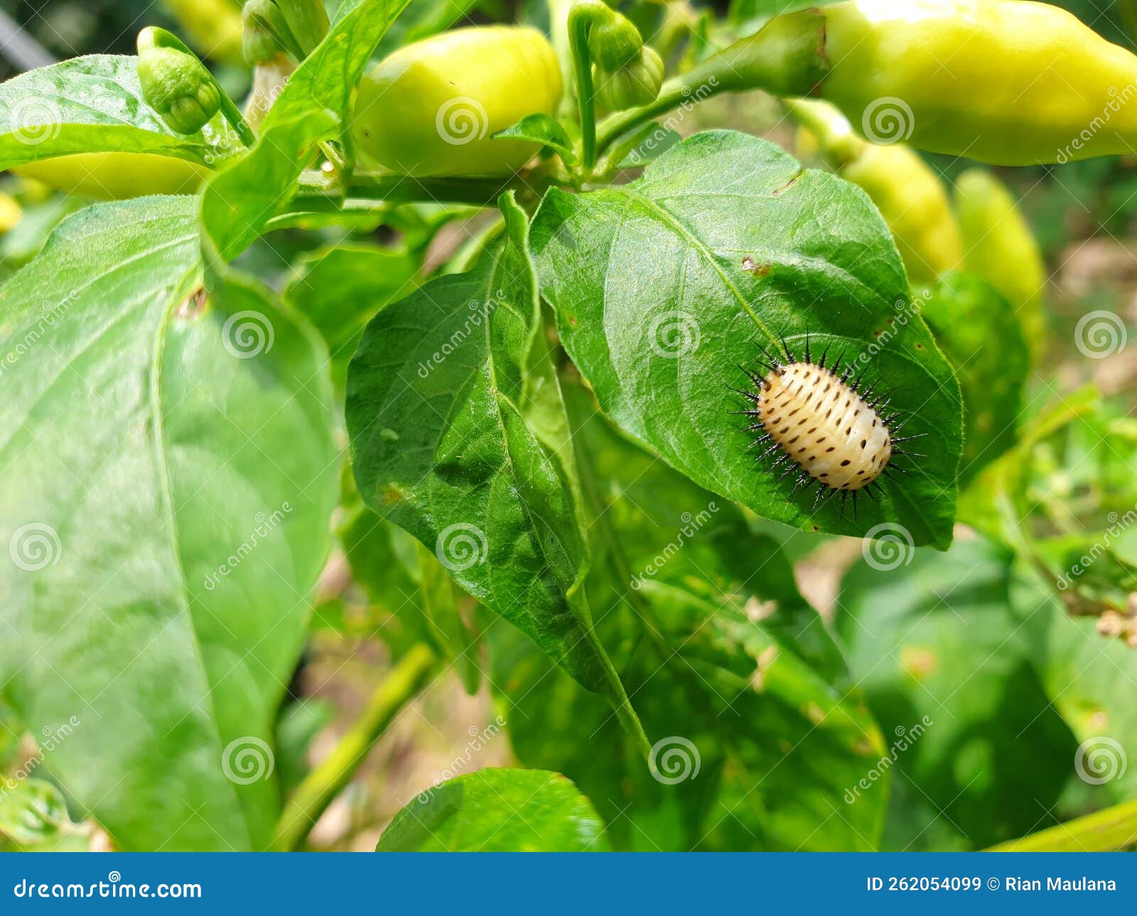 Asian Spotted Tortoise Beetle or Aspidimorpha Miliaris on the Leaf of a ...