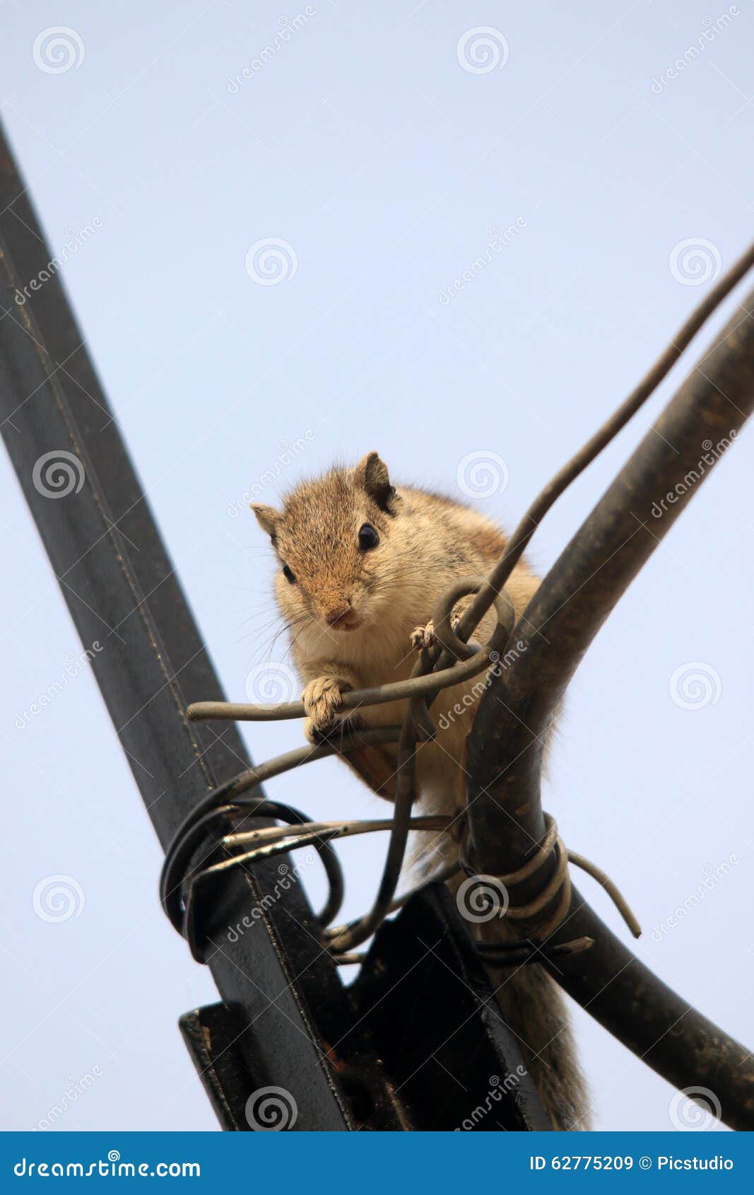 Asian squirrel stock image. Image of hairs, outdoor, eyes - 62775209