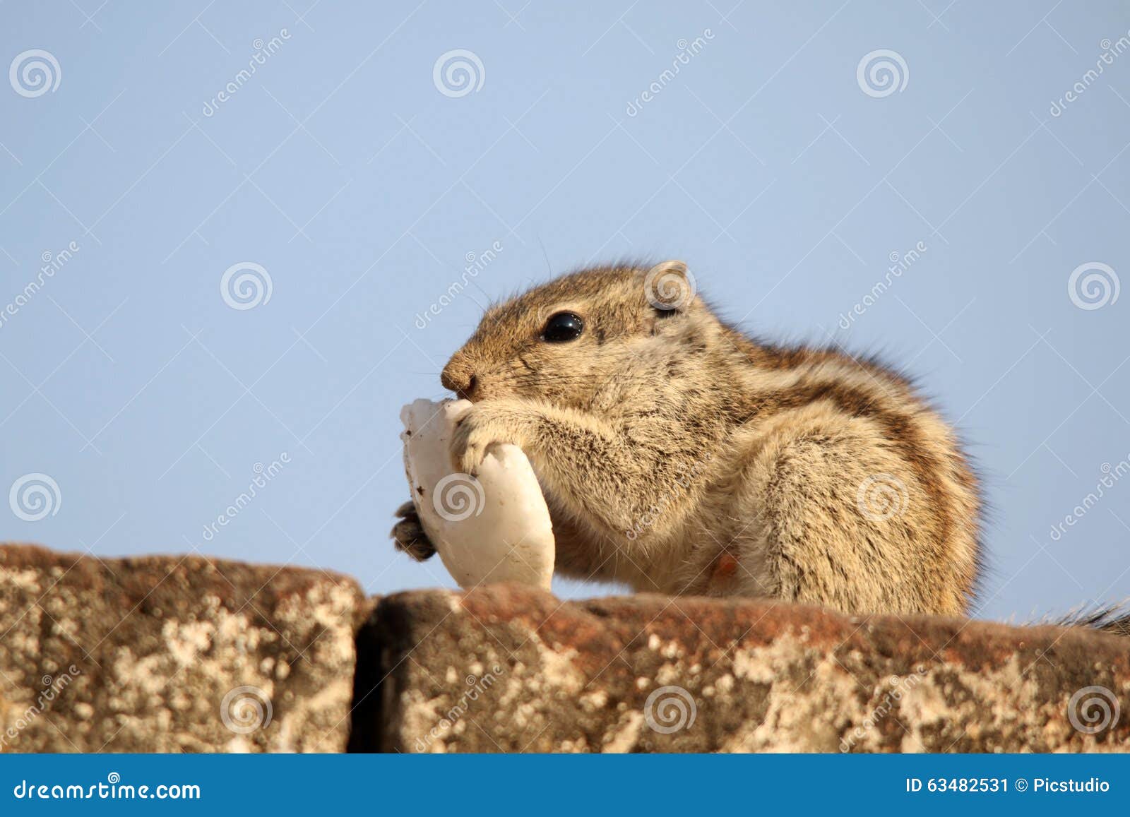 Asian squirrel stock image. Image of rodent, wildlife - 63482531