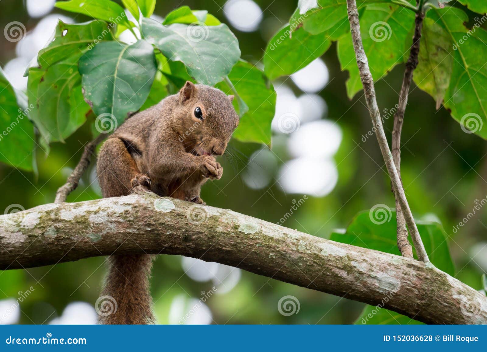 Asian Squirrel on Tree while Looking for Food Stock Photo - Image of ...