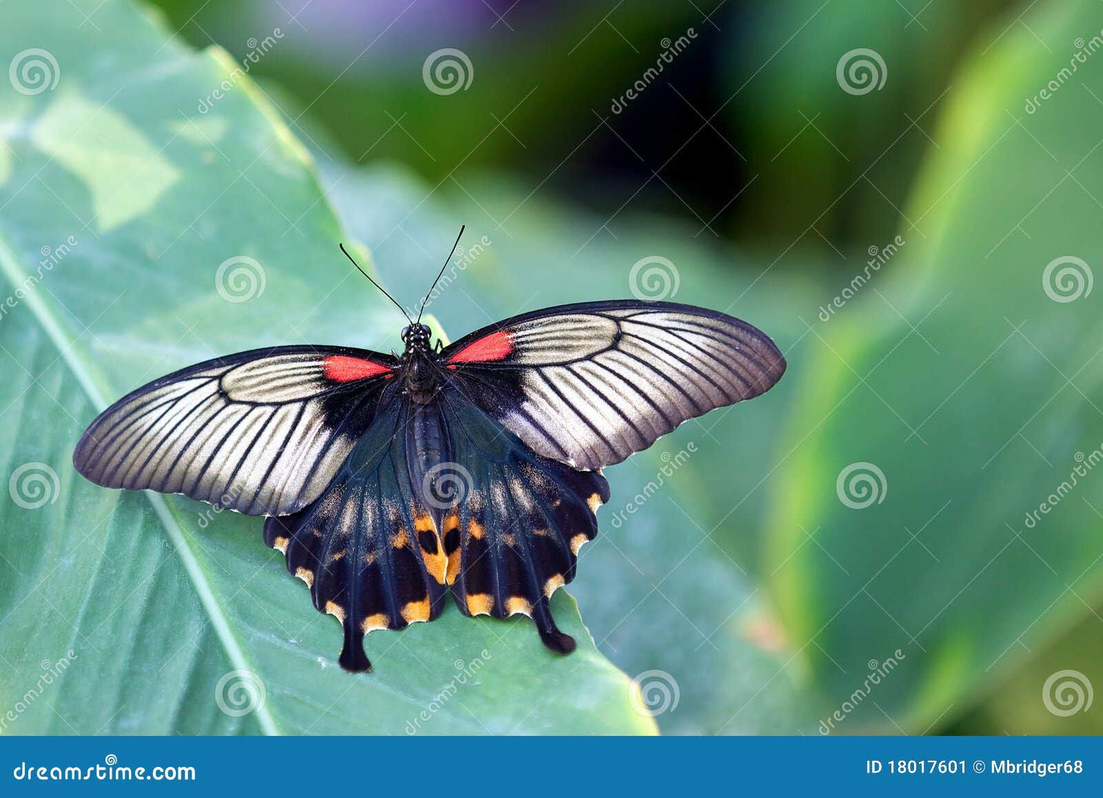 Asian Swallowtail Butterfly Stock Image - Image of green, pattern: 18017601