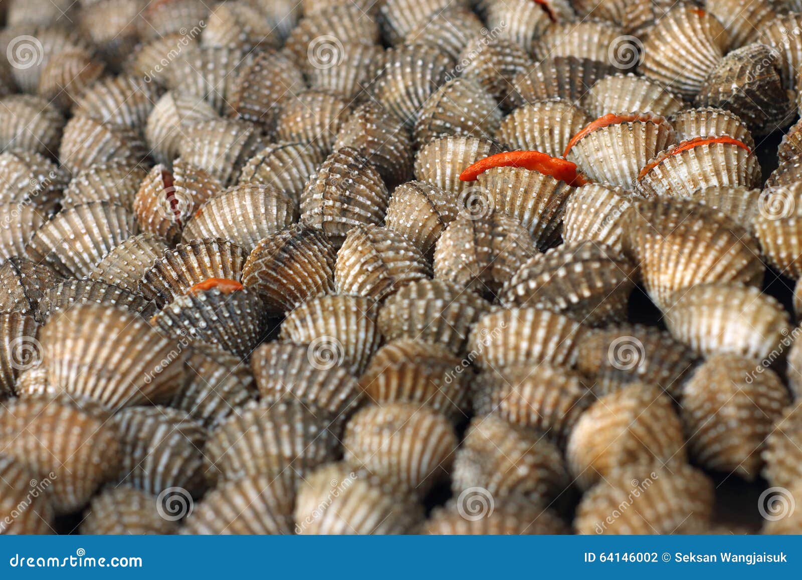 Asian sweet shell stock photo. Image of frozen, shellfish - 64146002