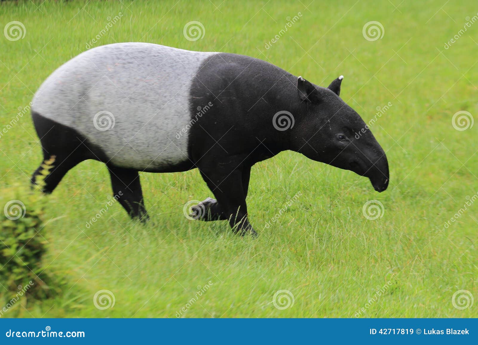 Asian tapir stock image. Image of asia, grass, adult - 42717819