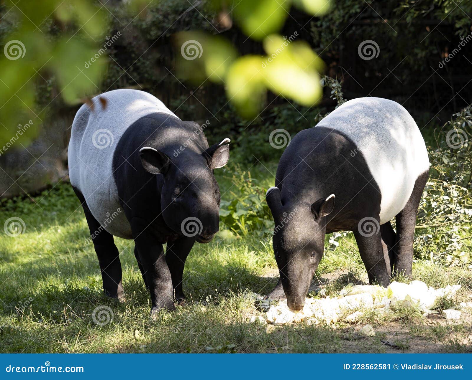 Asian Tapir, Tapirus Indicus, is Definitely the Most Beautiful Tapir ...