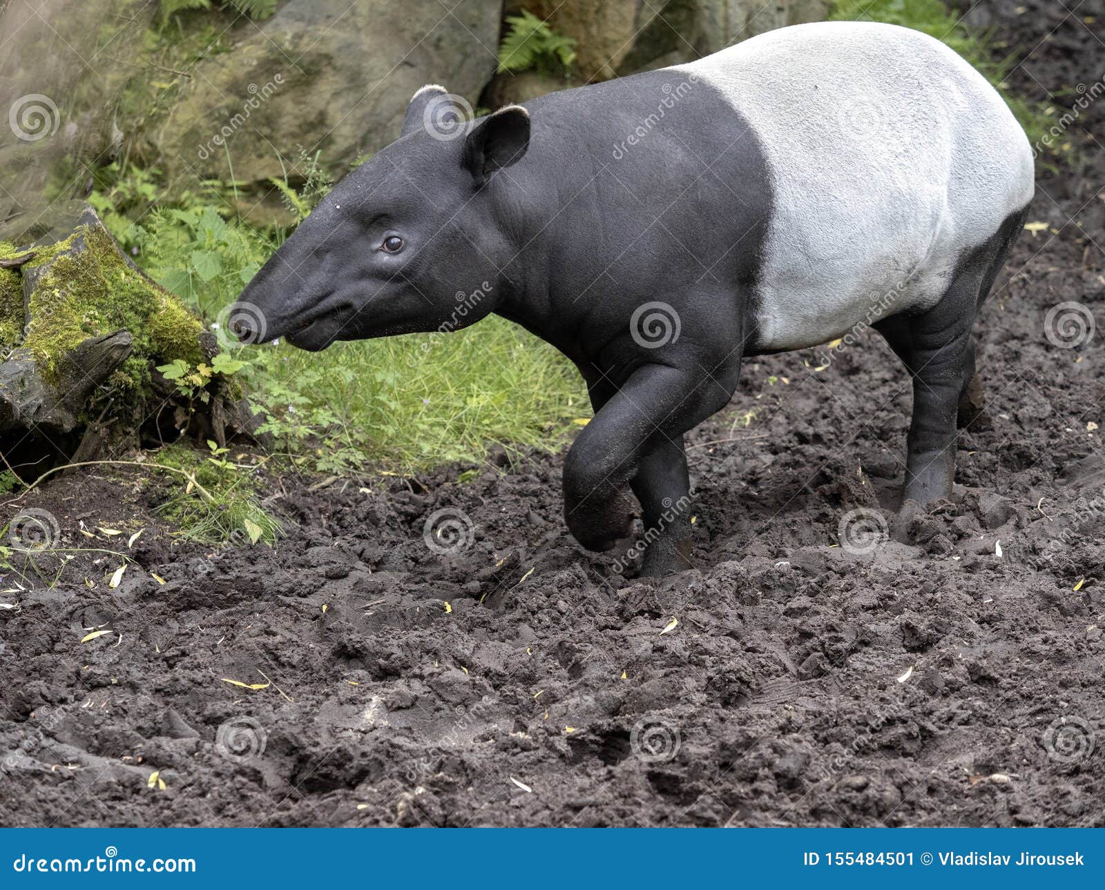 Asian Tapir, Tapirus Indicus, Has a Curious Black and White Color Stock ...