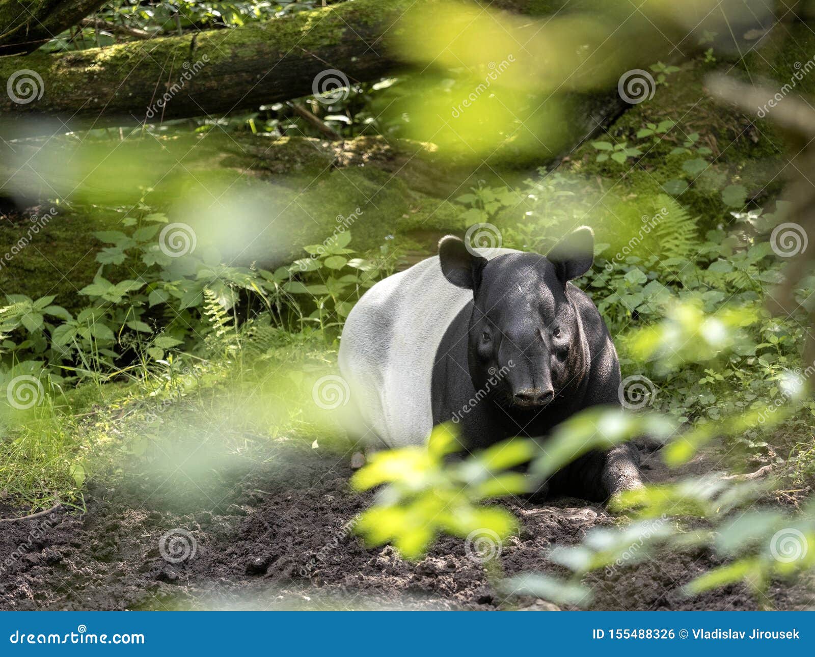 Asian Tapir Head Isolated On Black Backround. Malayan Tapir Royalty ...