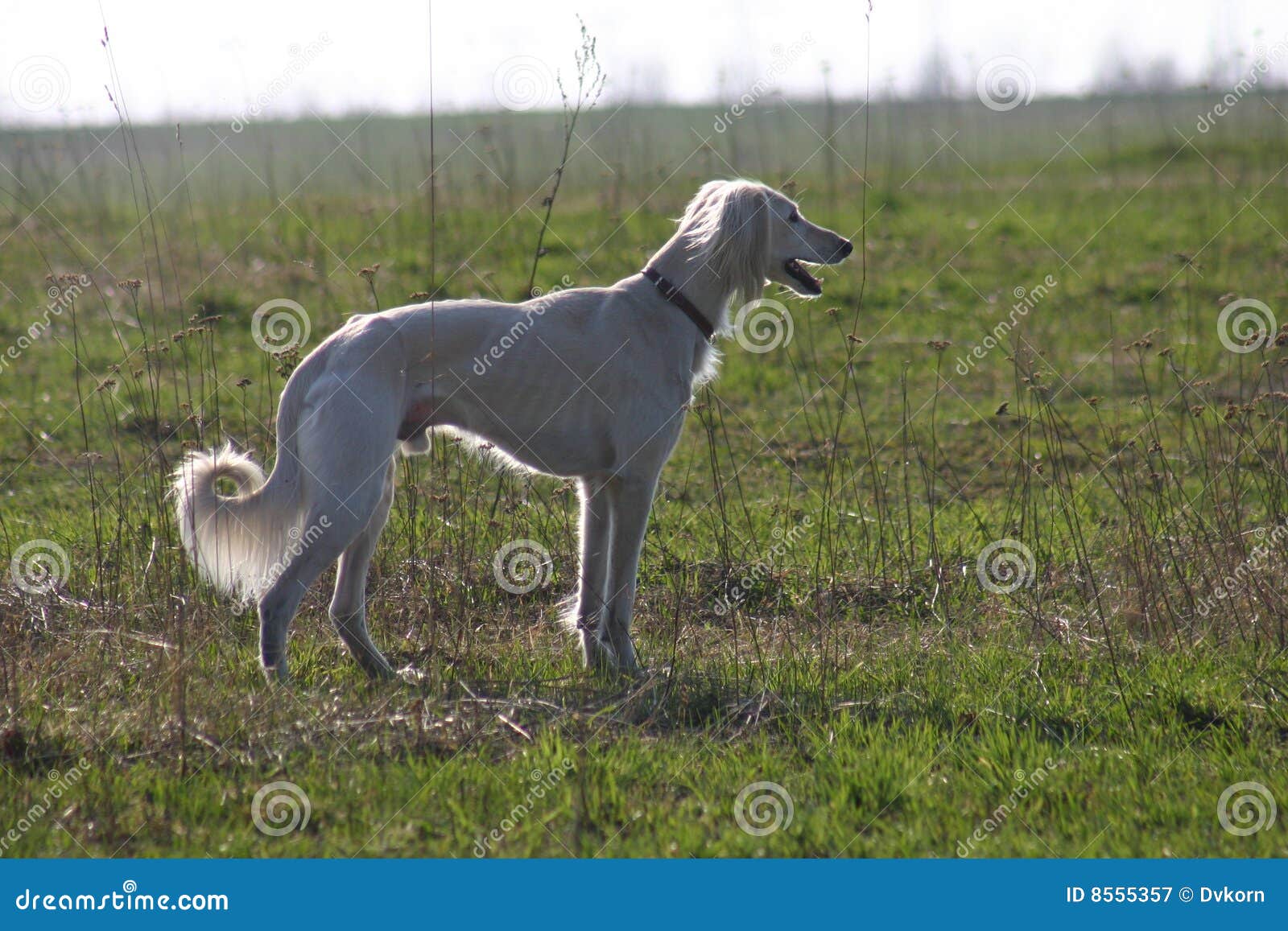 Asian tazy stock image. Image of breed, saluki, borzoi - 8555357