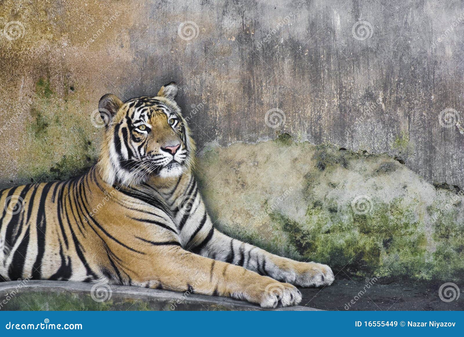 Asian tiger stock image. Image of chill, stripes, resting - 16555449