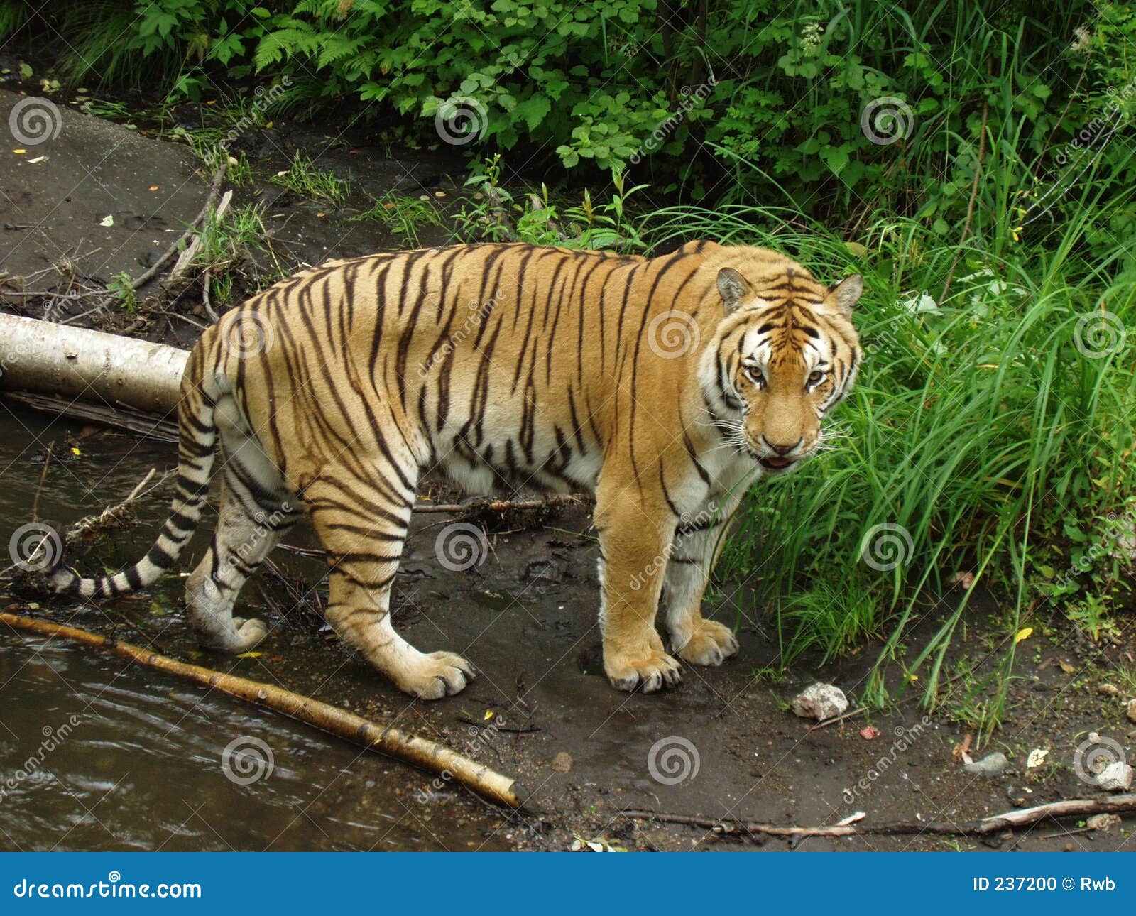 Asian Tiger stock photo. Image of stripe, asia, china, changbaishan ...