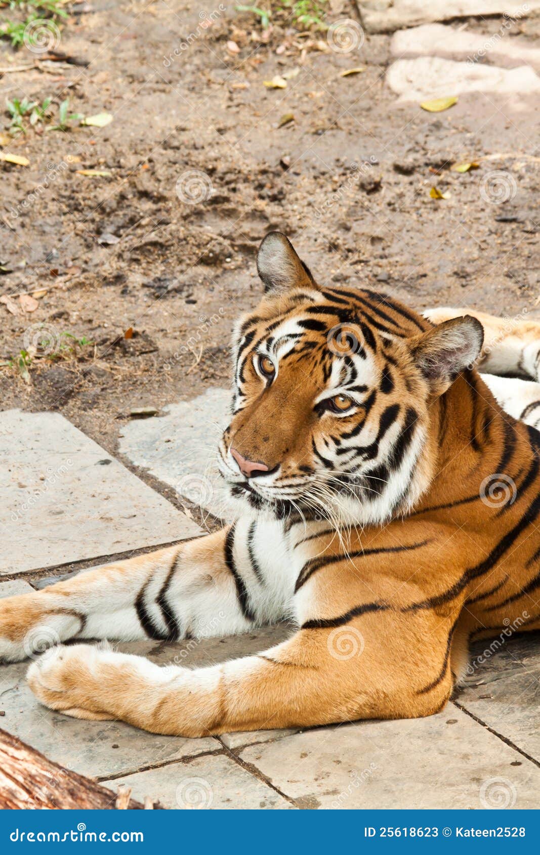 Asian tiger stock image. Image of asia, killer, environment - 25618623