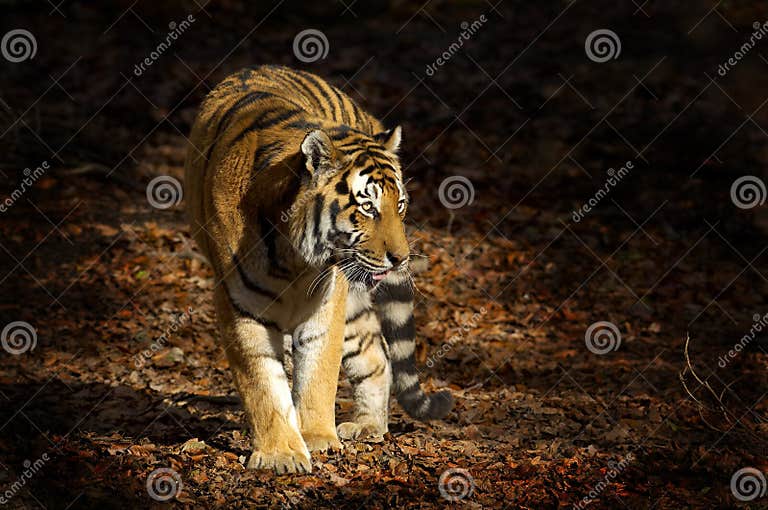 Asian tiger stock image. Image of predator, furry, animal - 3698197
