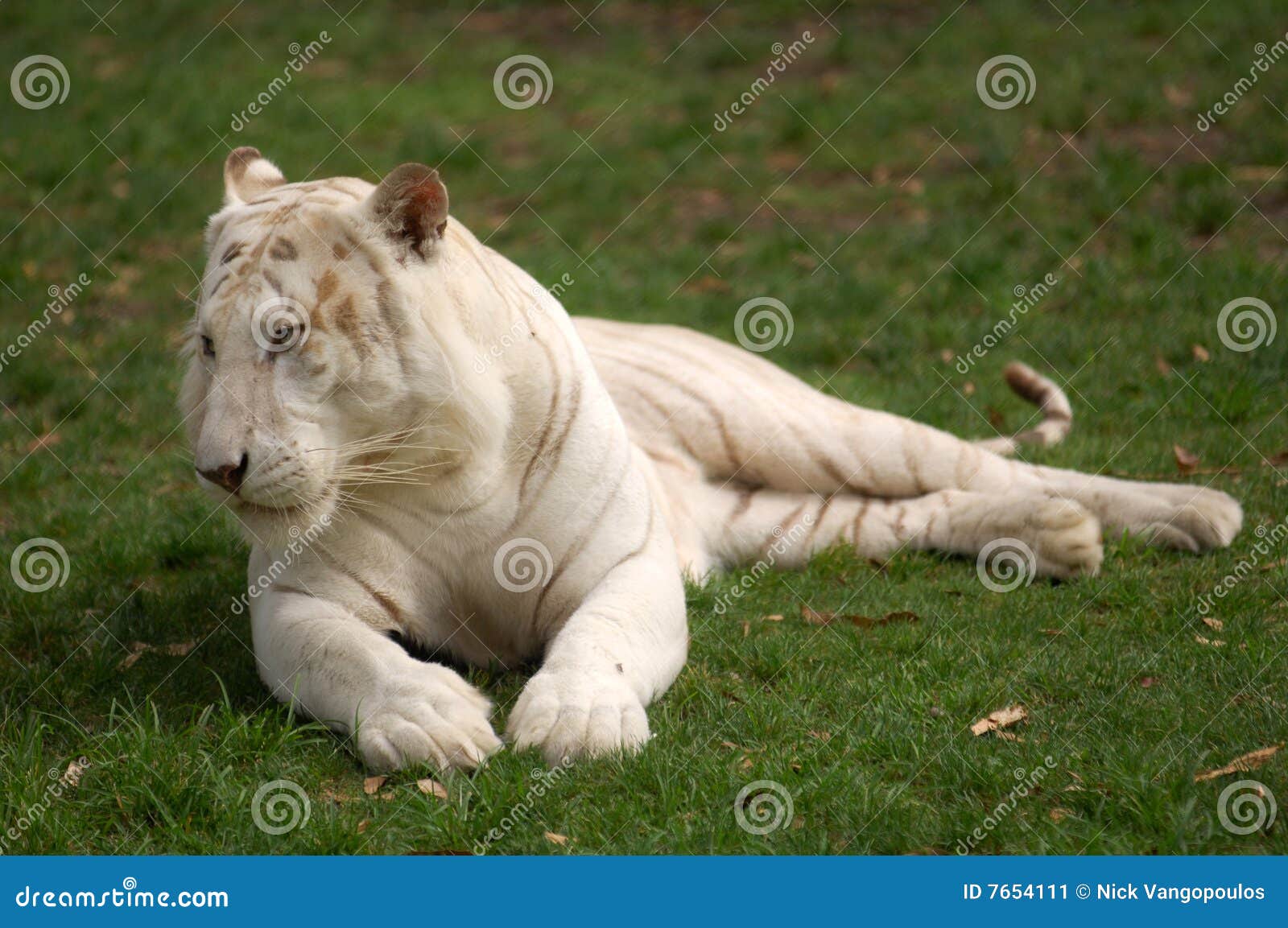 Asian tiger stock image. Image of nature, beast, blue - 7654111